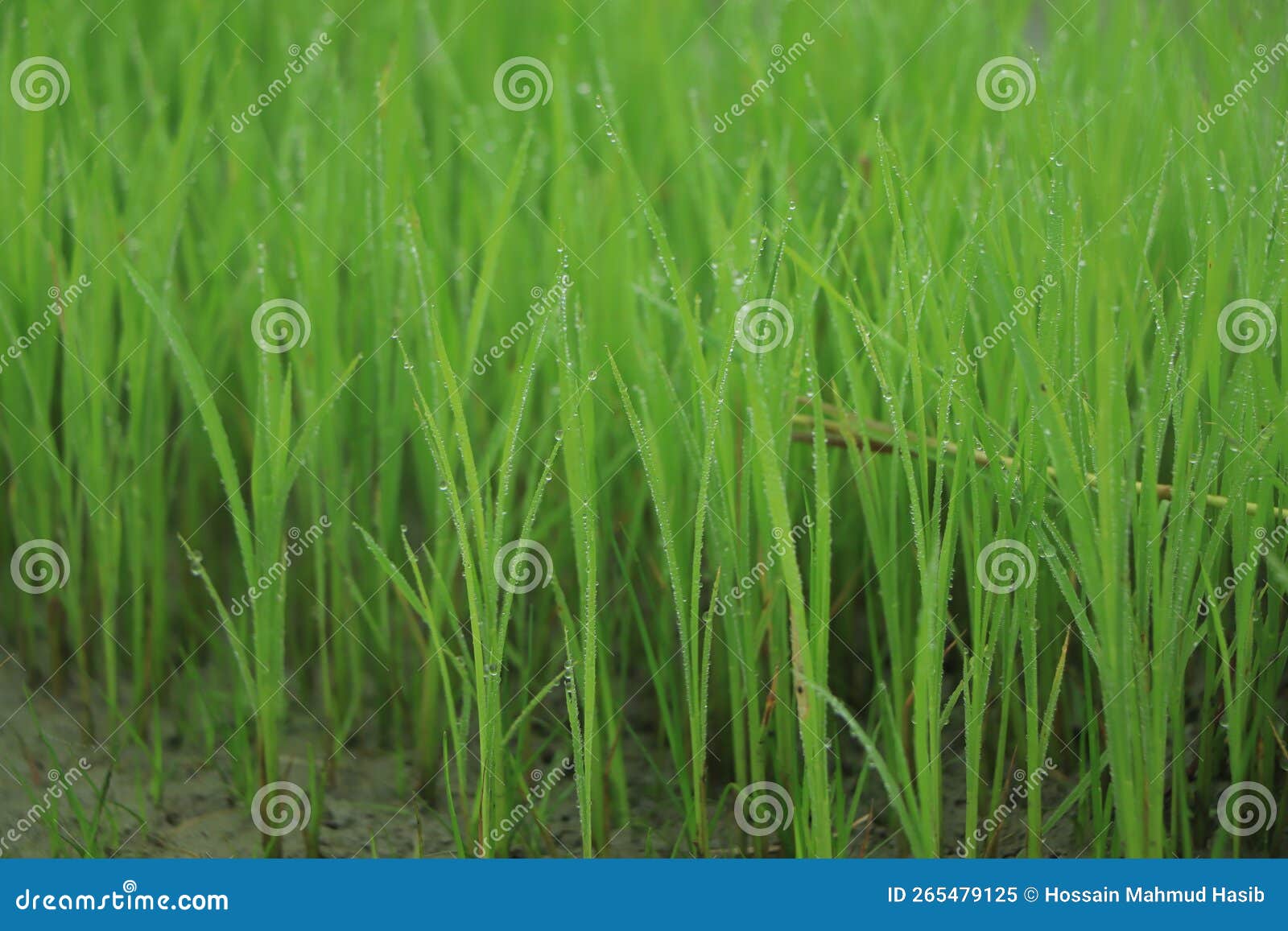 Rice Seedling Growing in the Rice Field Stock Image - Image of grass ...