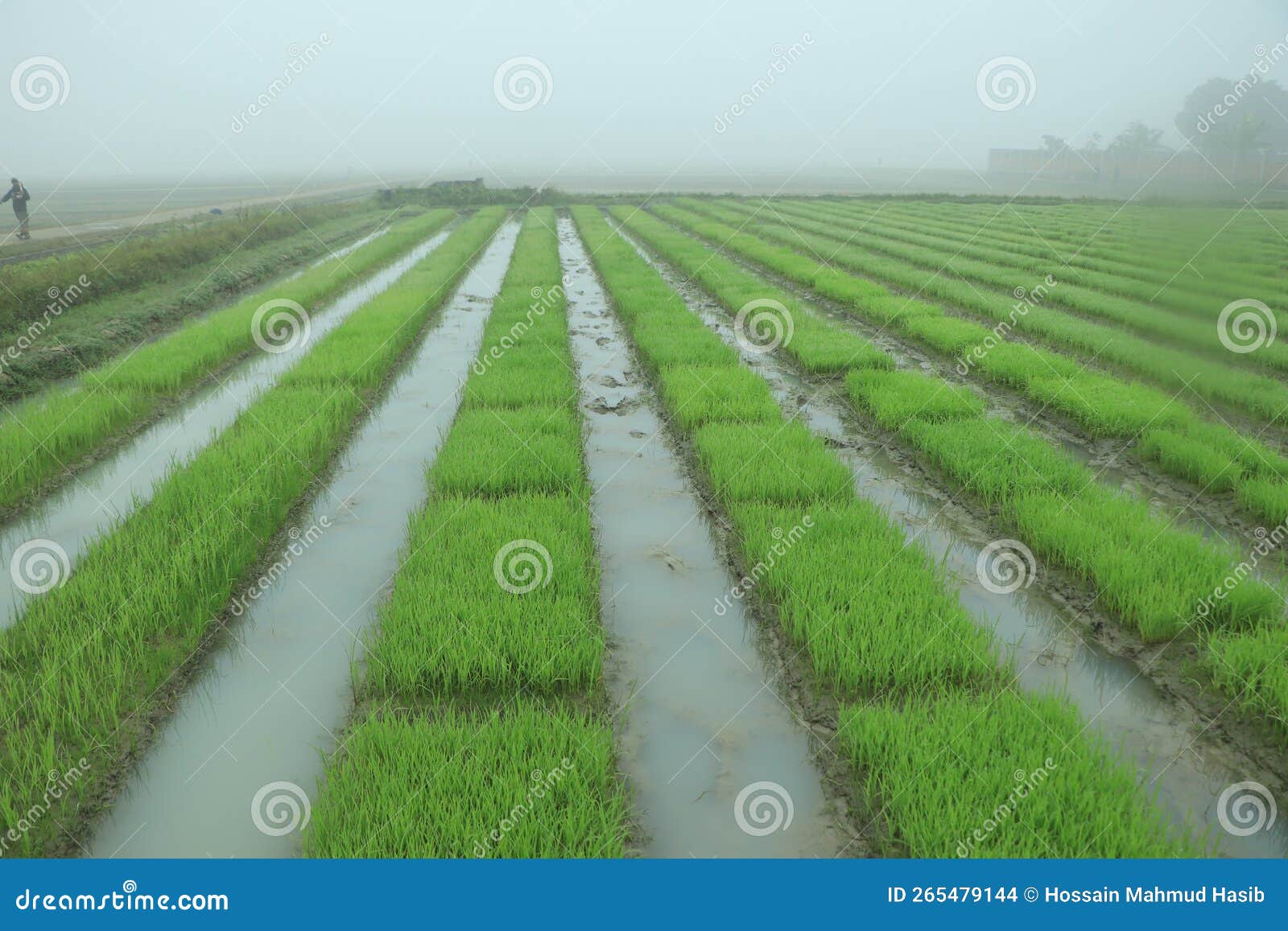 Rice Seedling Growing in Field. the Beginning of a Rice Plant Stock ...