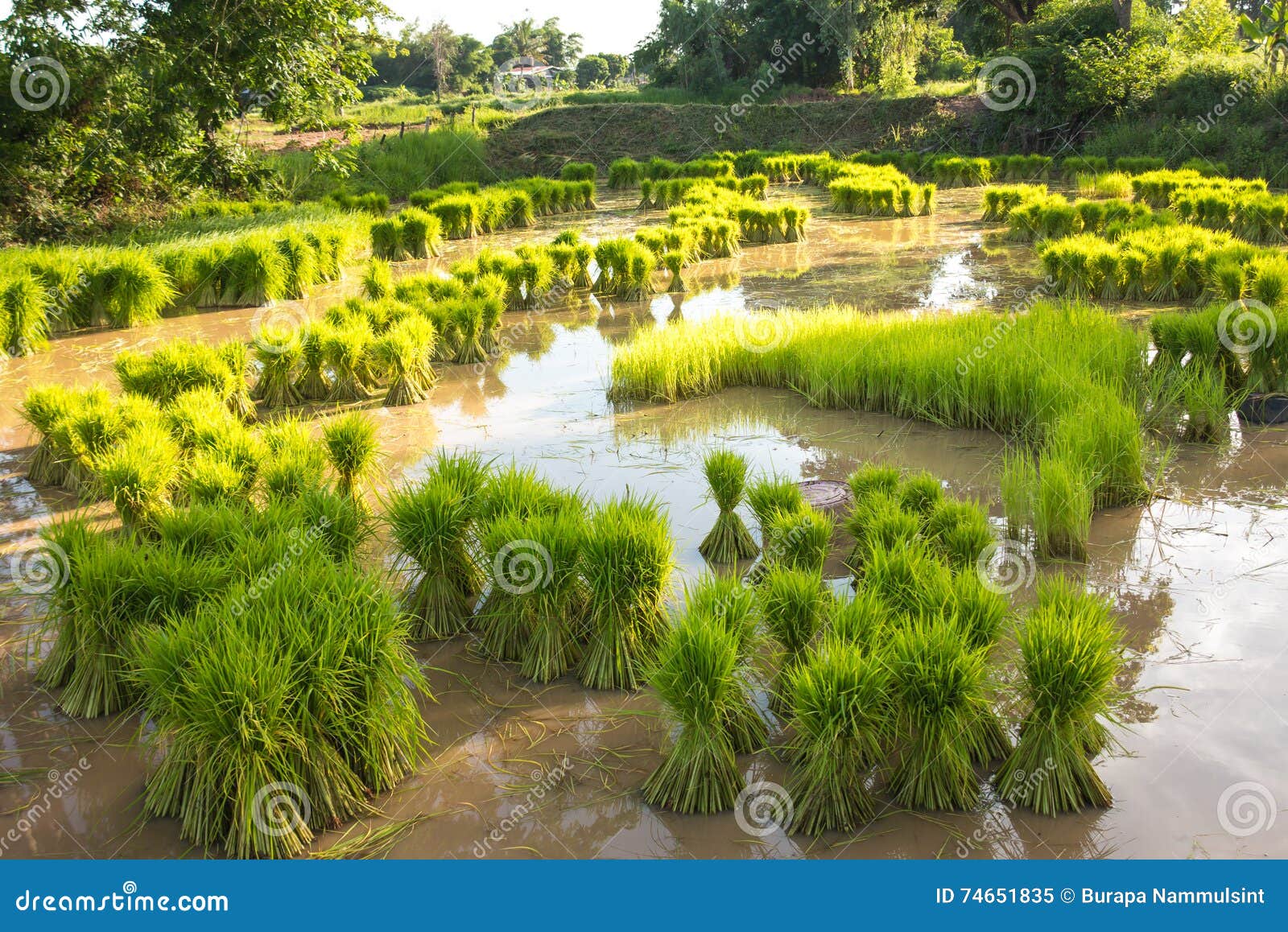 Rice Seedling on Muddy Water. Stock Image - Image of nature, muddy ...