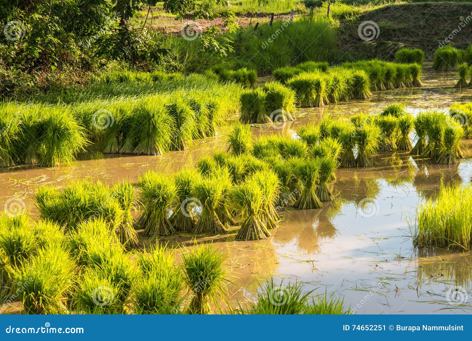 Rice Seedling on Muddy Water. Stock Image - Image of rural, water: 74652251