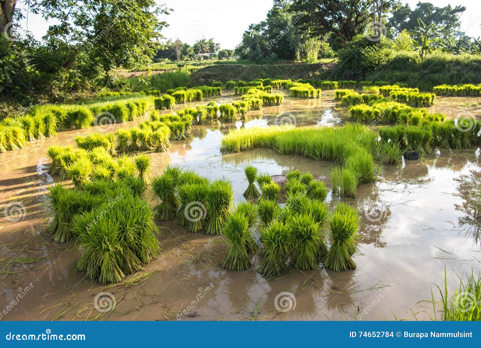 Rice Seedling on Muddy Water. Stock Photo - Image of seedlings, organic ...