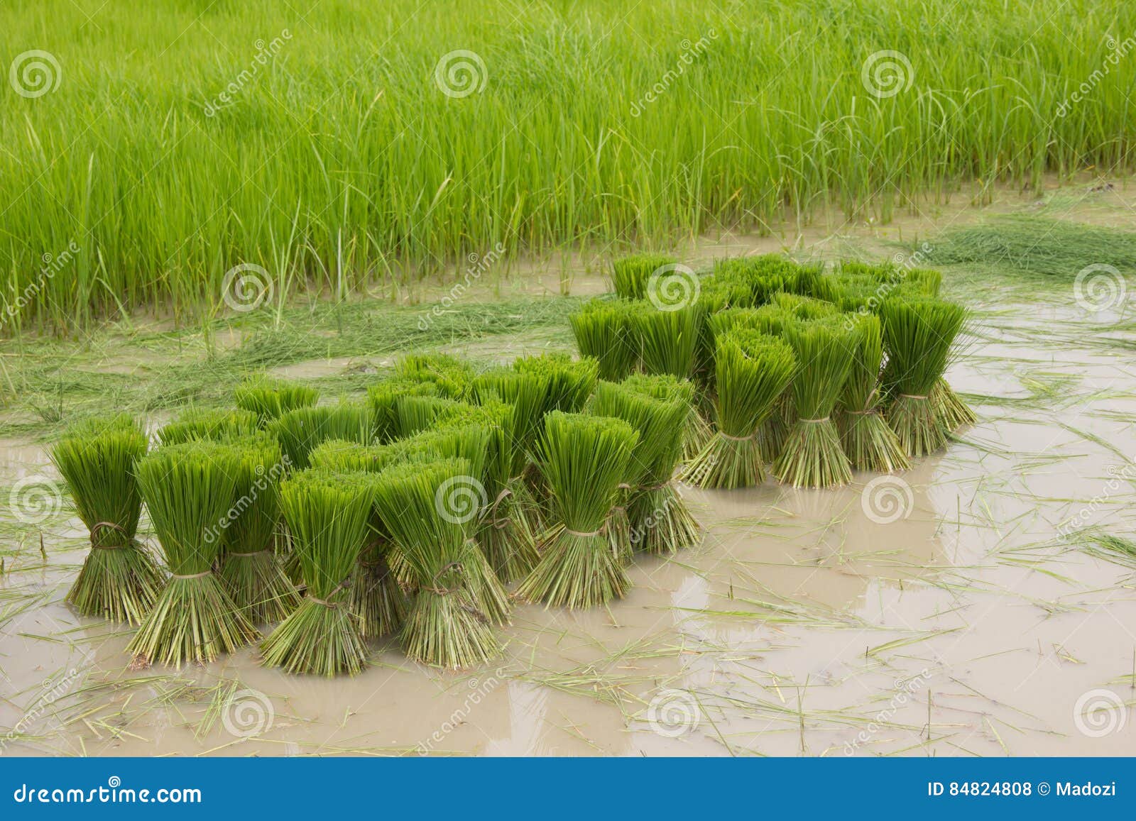 Rice Seedling on Muddy Water Stock Photo - Image of country, plant ...