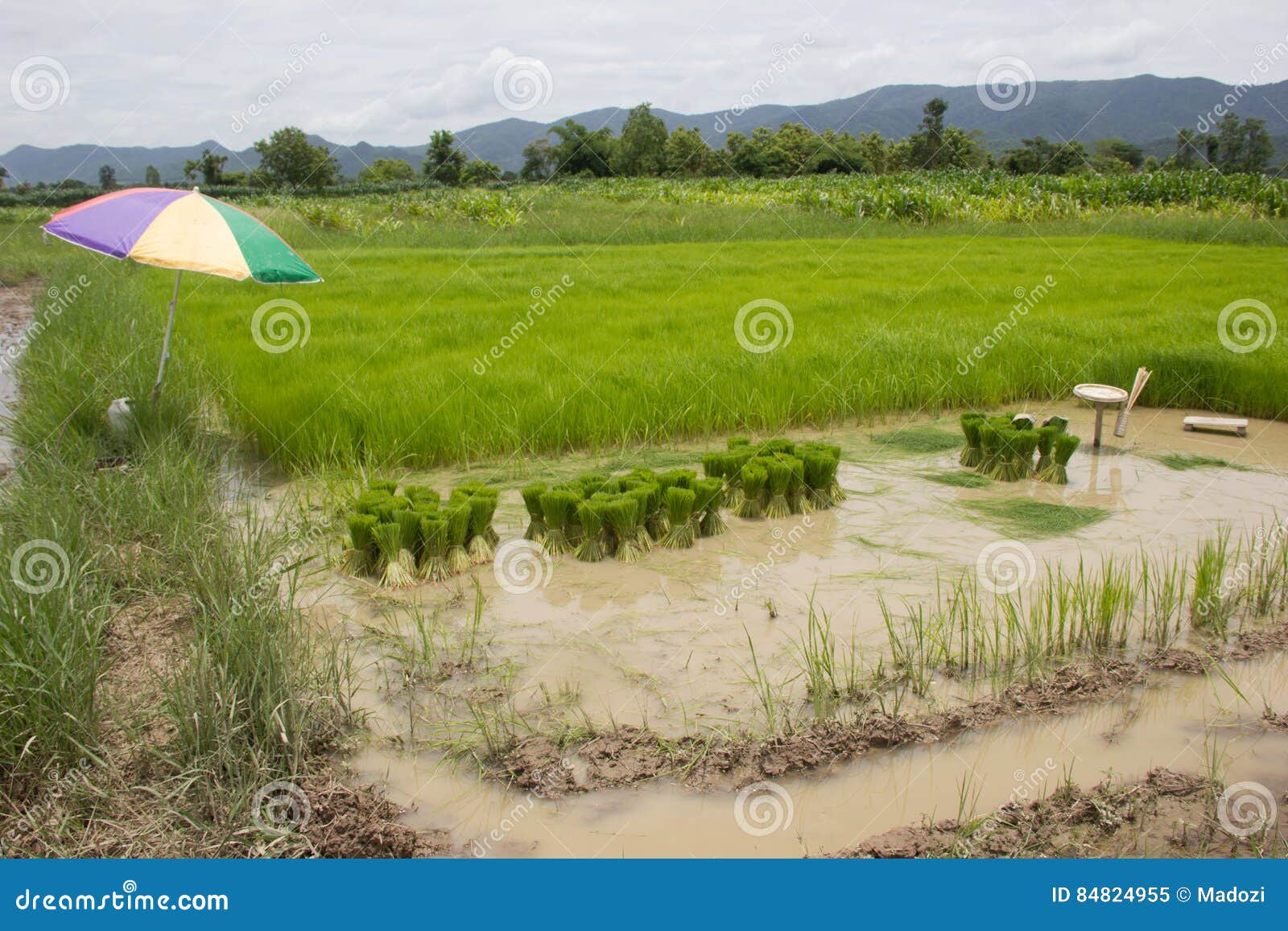 Rice Seedling on Muddy Water Stock Image - Image of green, agriculture ...