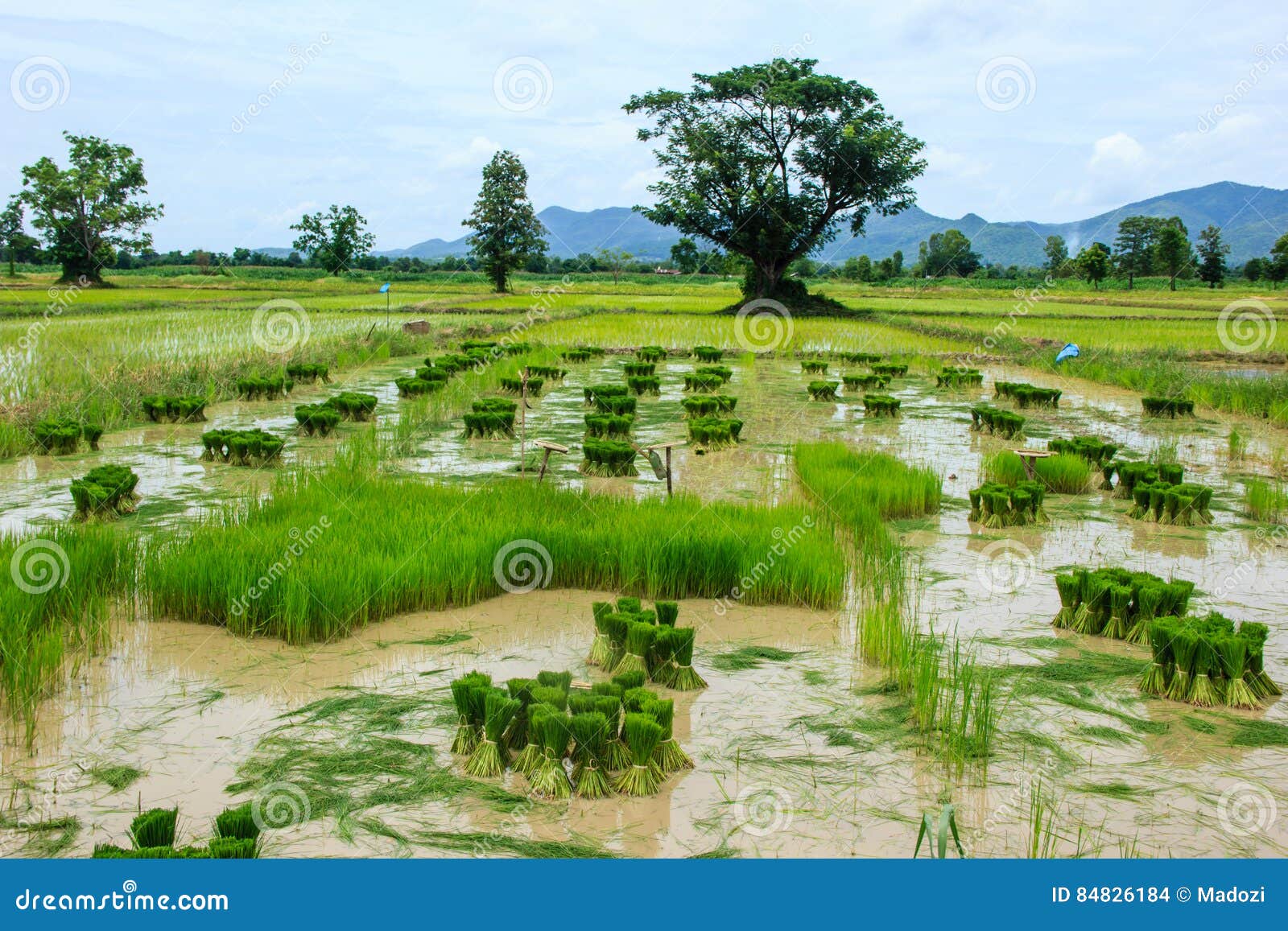 Rice Seedling on Muddy Water Stock Photo - Image of green, countryside ...