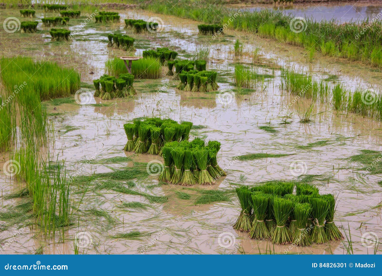 Rice Seedling on Muddy Water Stock Image - Image of fields, cereal ...