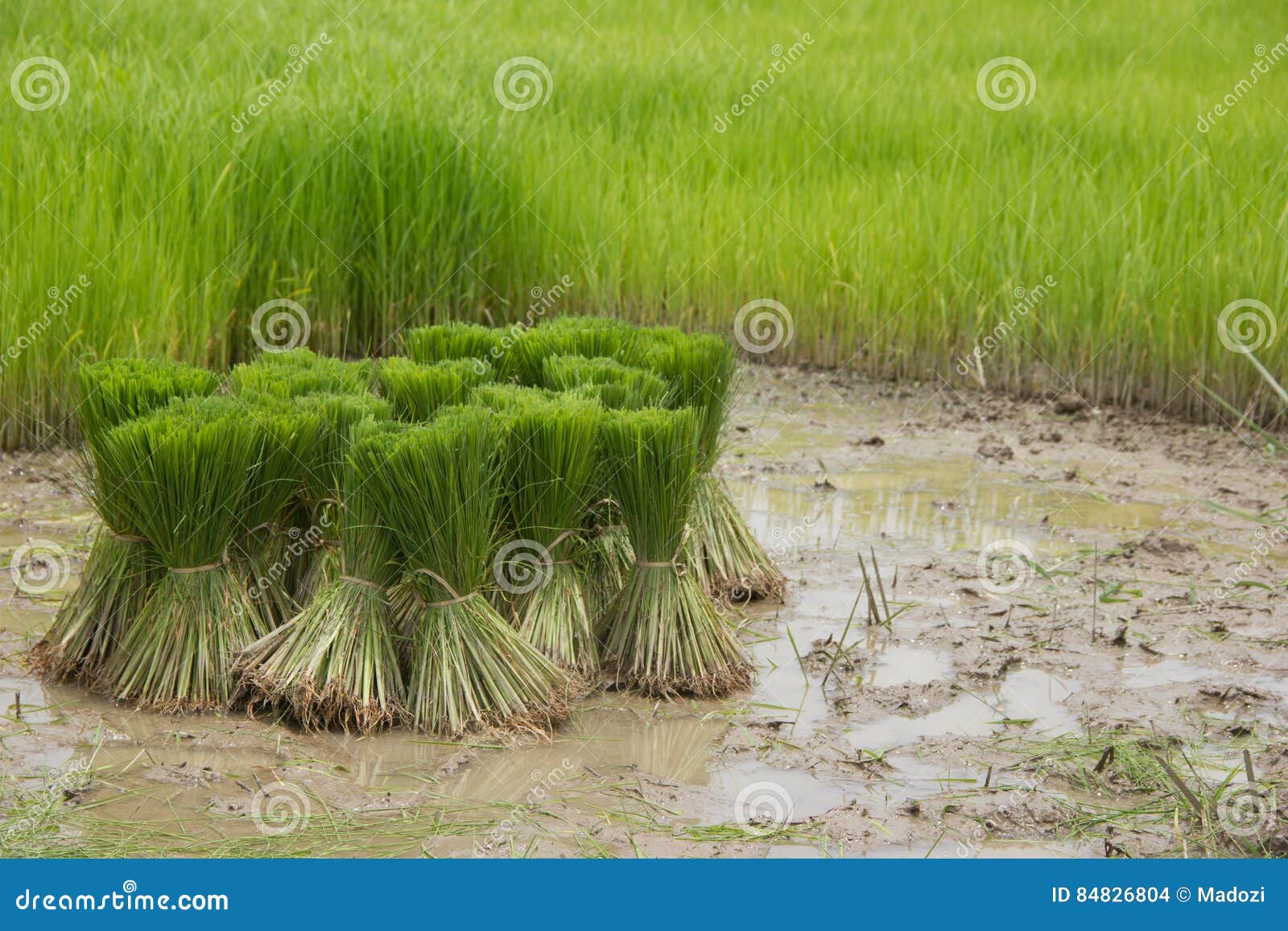 Rice Seedling on Muddy Water Stock Photo - Image of green, plant: 84826804