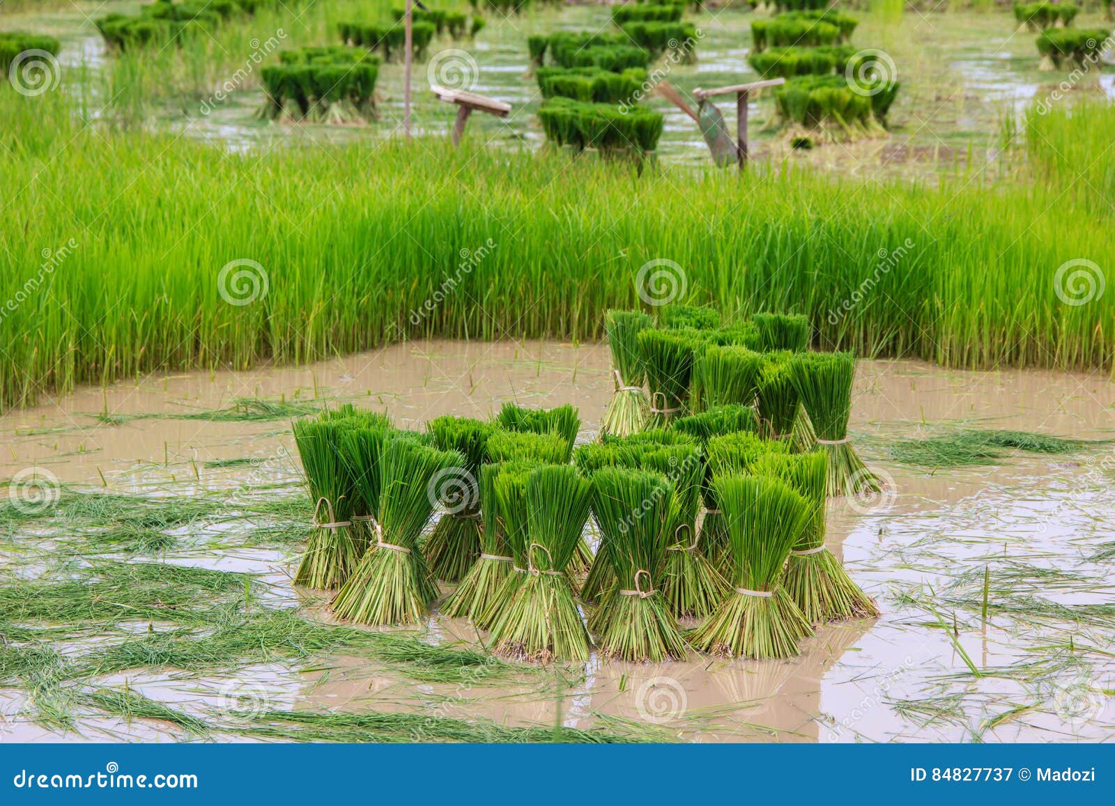 Rice Seedling on Muddy Water Stock Image - Image of rural, thailand ...