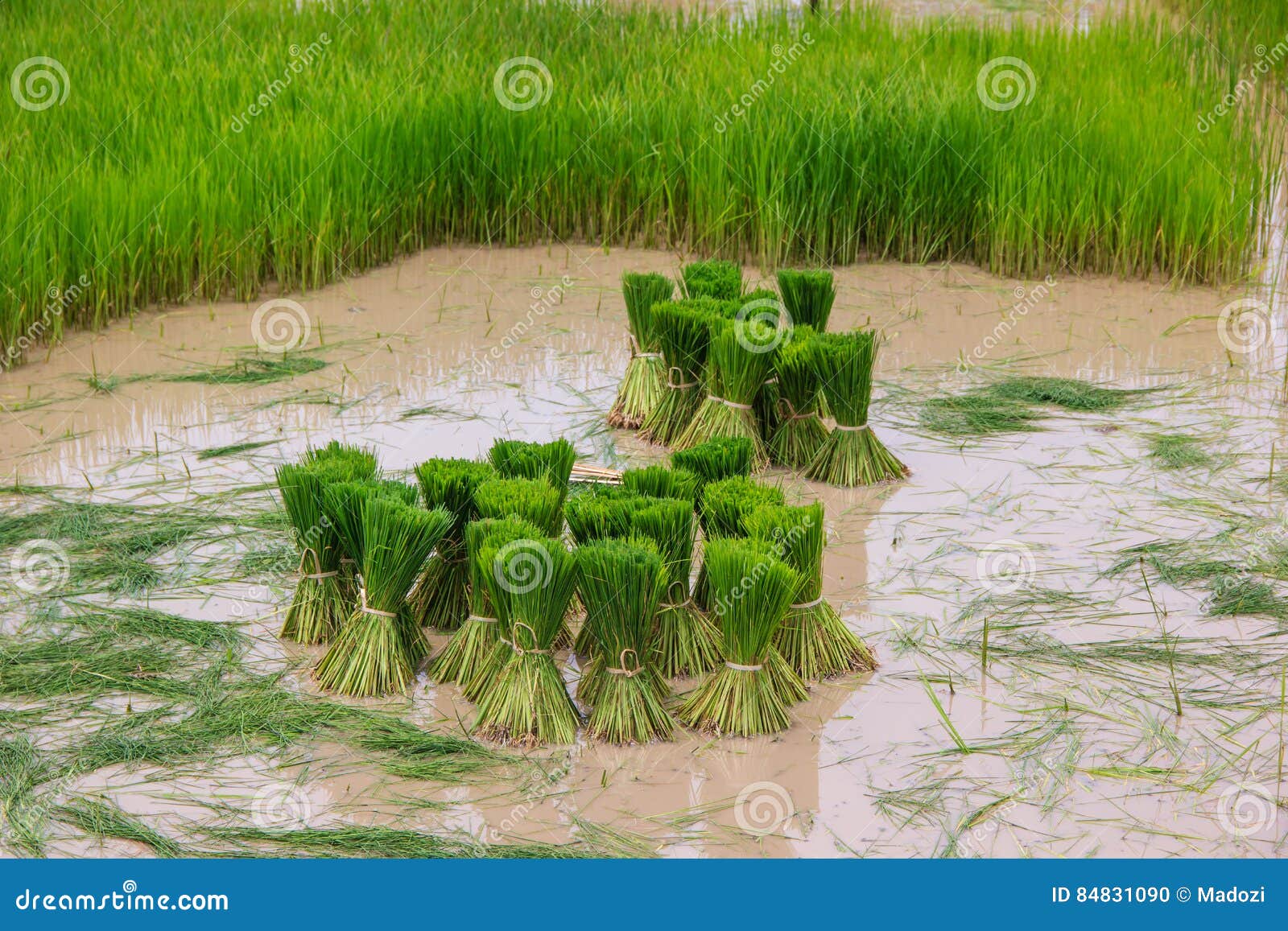 Rice Seedling on Muddy Water Stock Photo - Image of grow, countryside ...