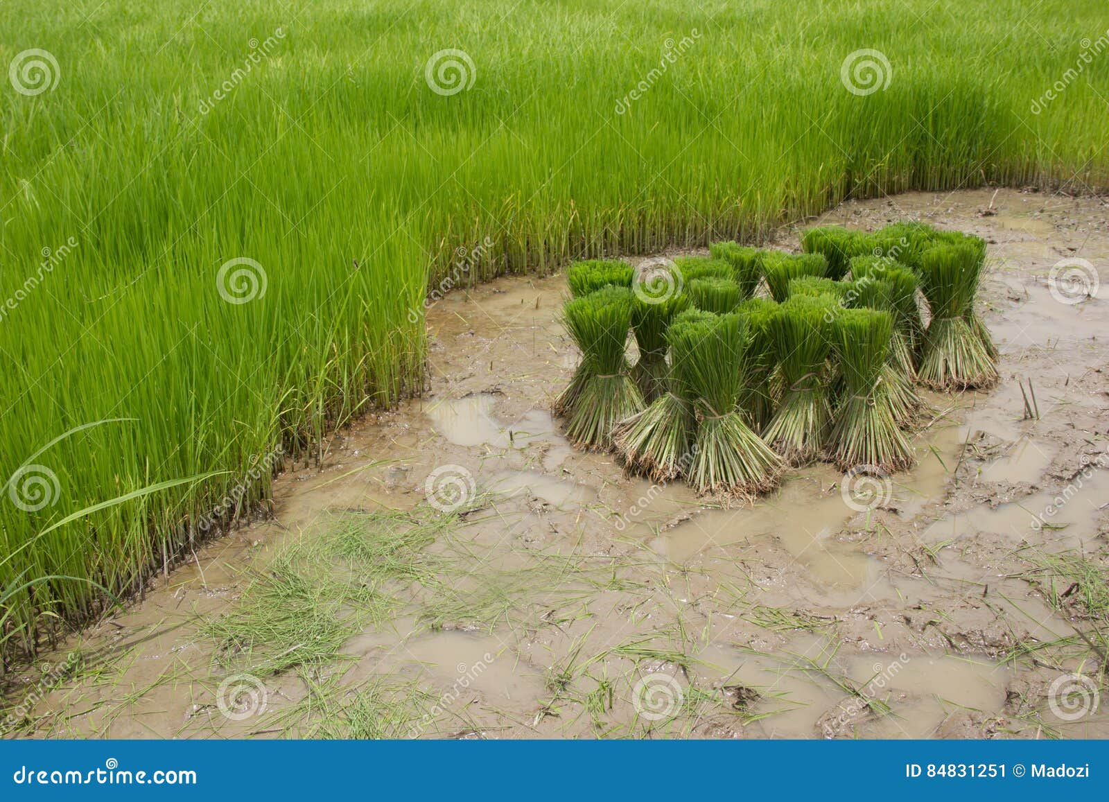 Rice Seedling on Muddy Water Stock Image - Image of countryside, paddy ...
