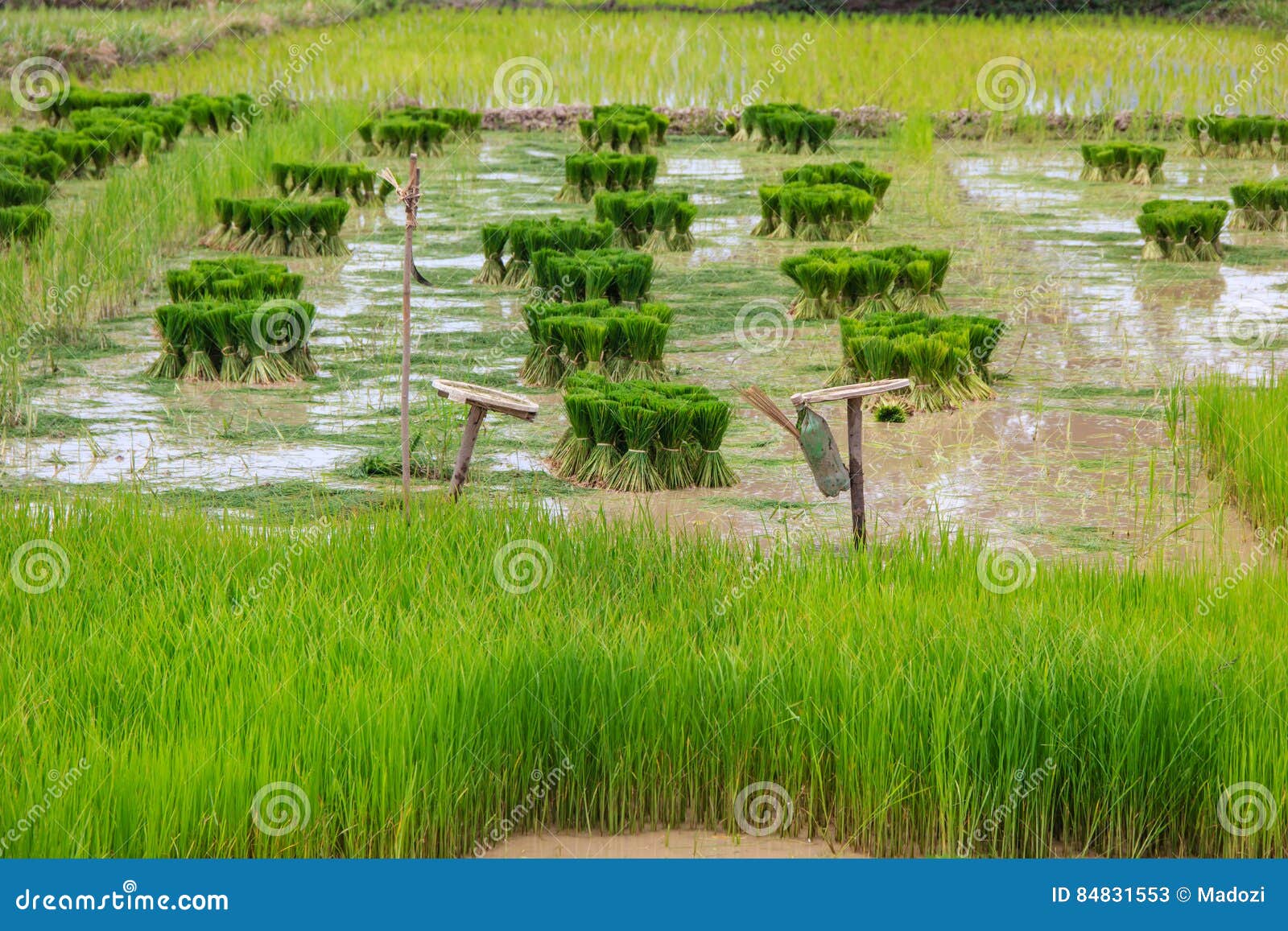 Rice Seedling on Muddy Water Stock Image - Image of cultivation, growth ...