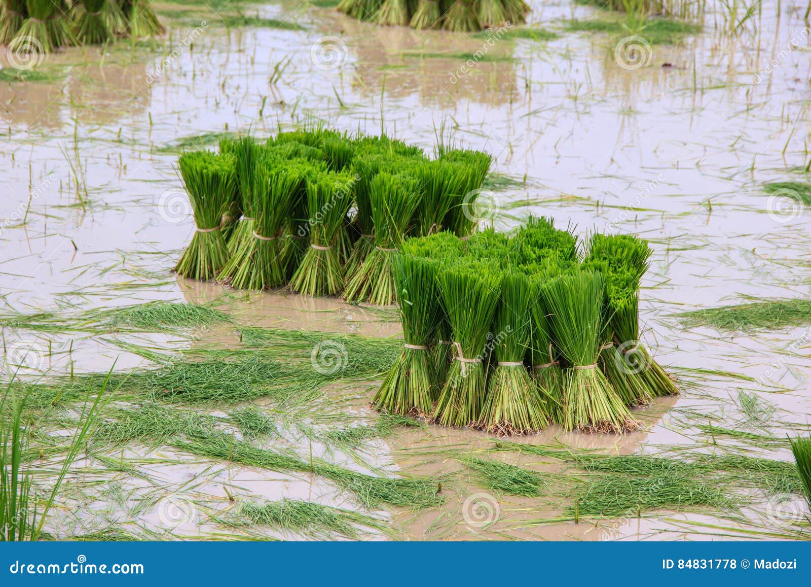 Rice Seedling on Muddy Water Stock Photo - Image of rice, farm: 84831778
