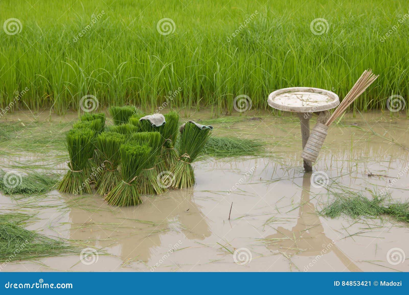 Rice Seedling on Muddy Water Stock Image - Image of agriculture, farmer ...