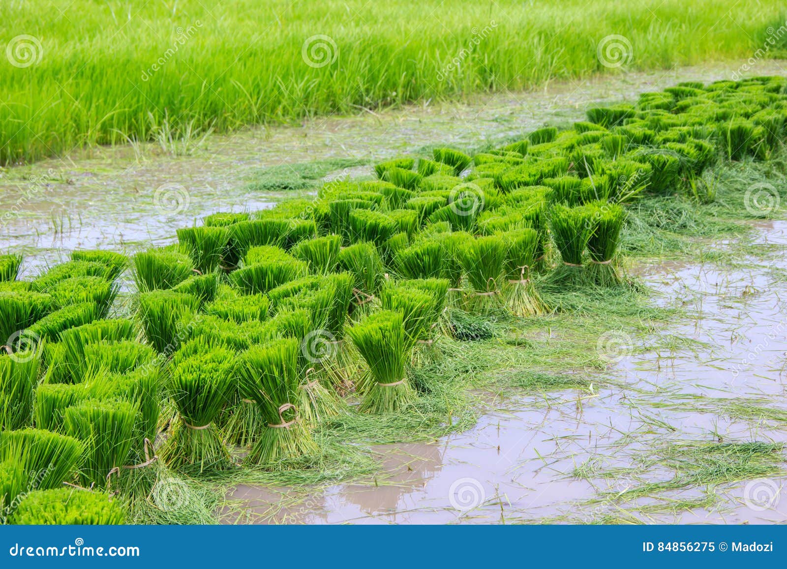 Rice Seedling on Muddy Water Stock Image - Image of farmland, grow ...