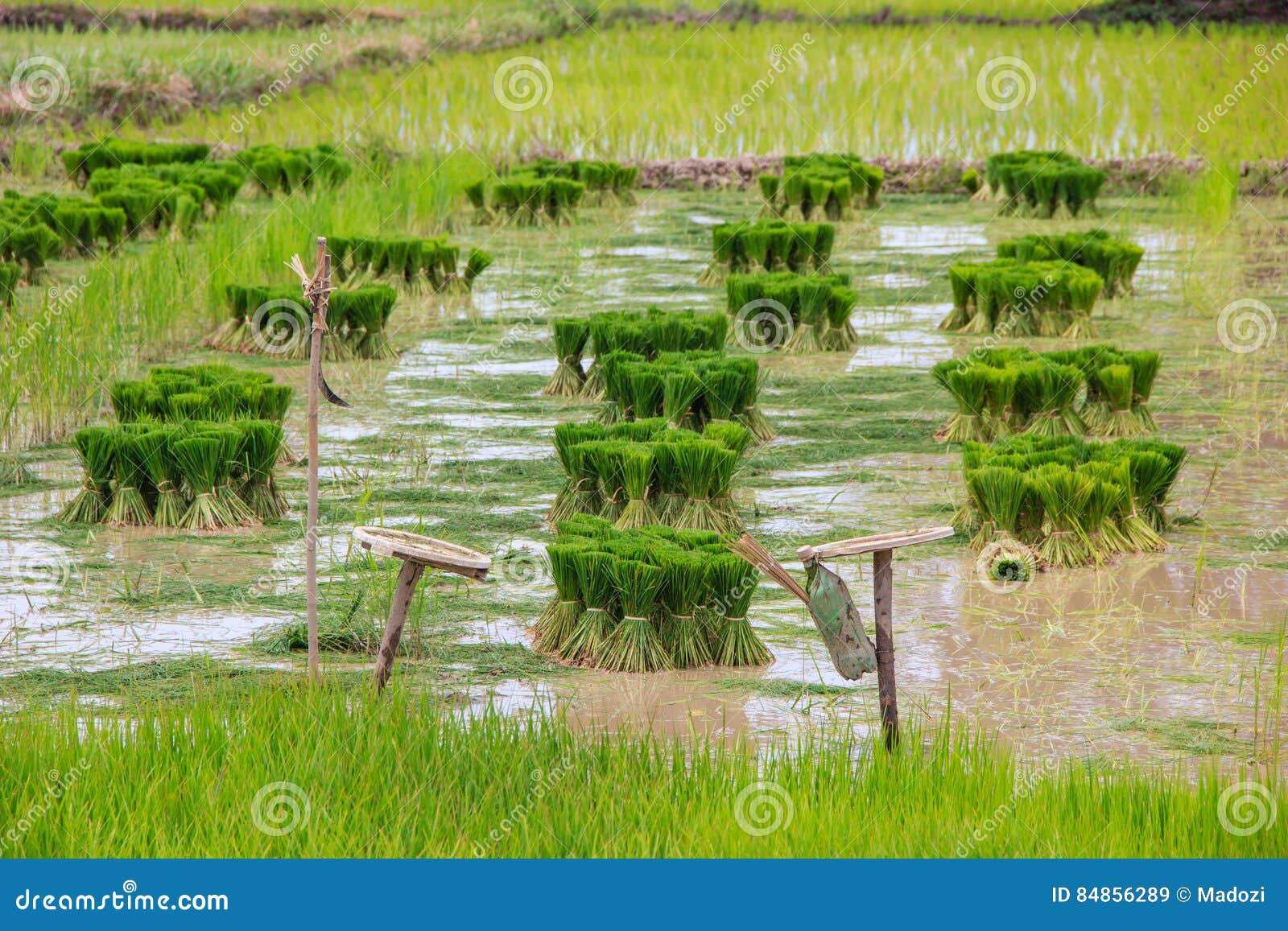 Rice Seedling on Muddy Water Stock Image - Image of farming, tradition ...