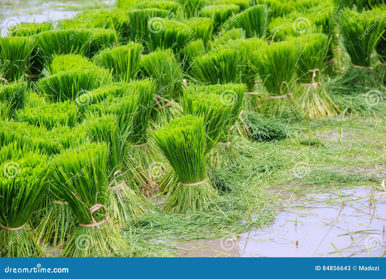 Rice Seedling on Muddy Water Stock Image - Image of farmer, plantation ...