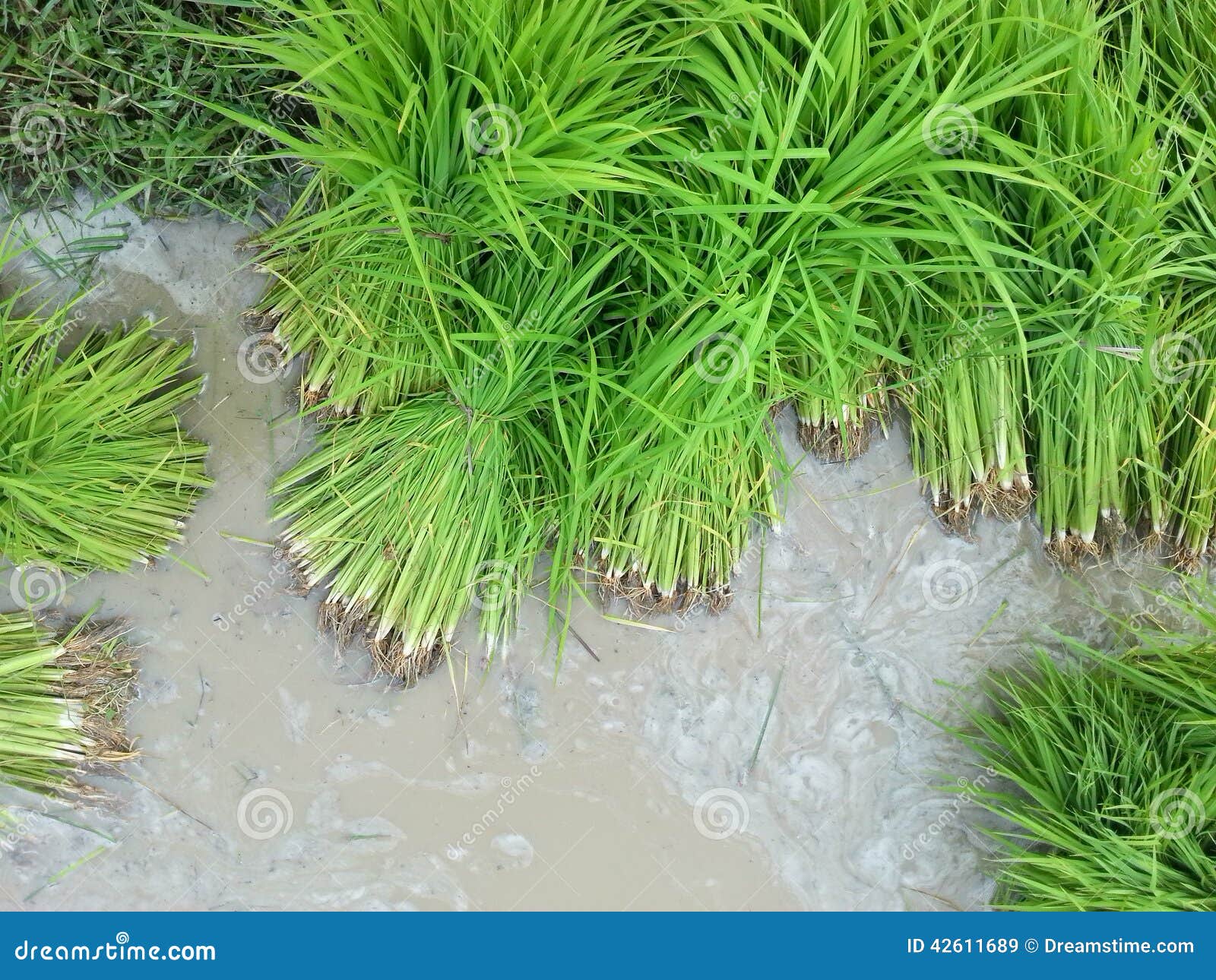 Rice seedling stock image. Image of plant, green, field - 42611689