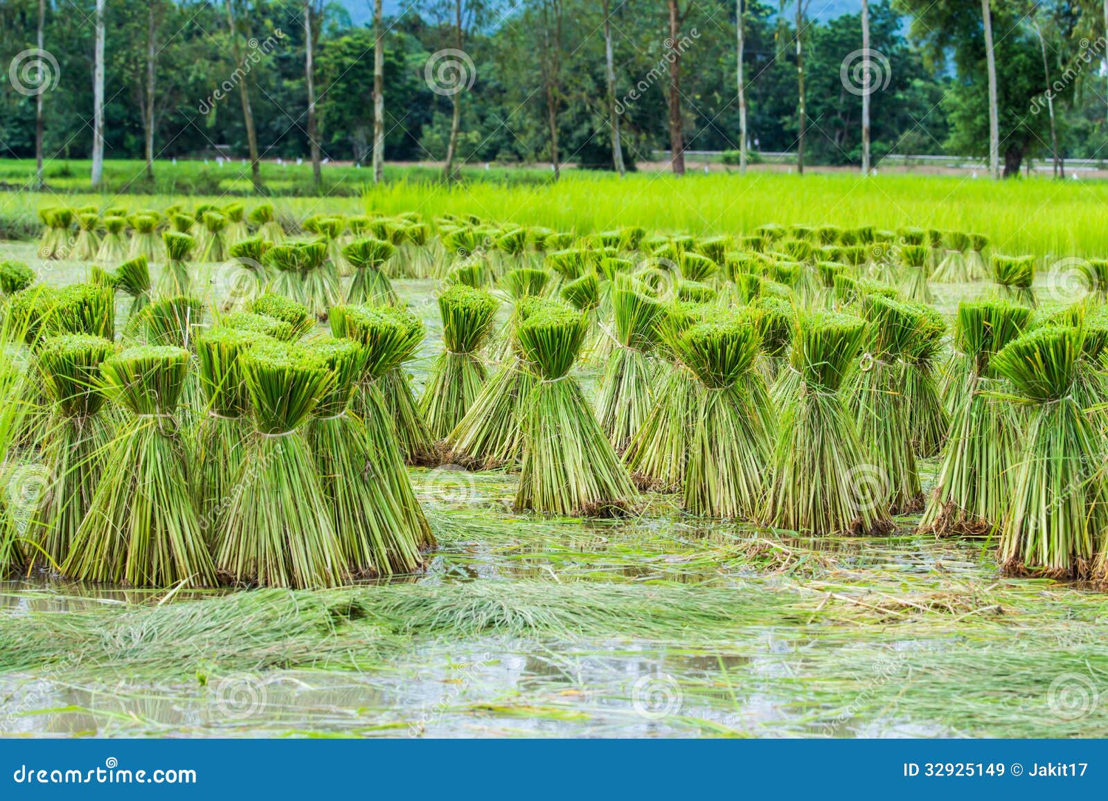Rice seedling stock image. Image of agriculture, grow - 32925149