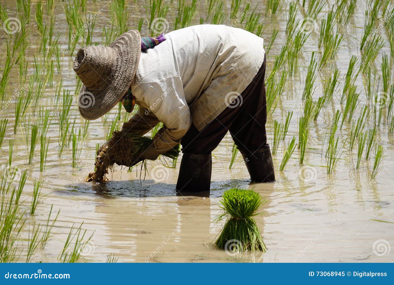 Rice Seedling Planting editorial image. Image of planting - 73068945