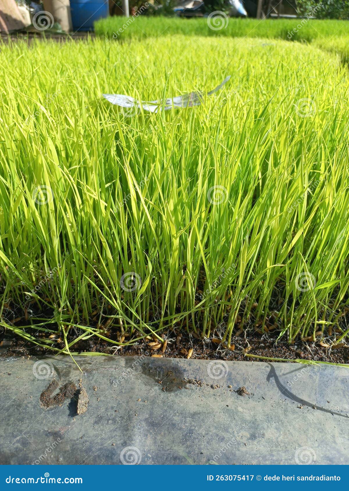 Rice Seedling Plastic Nursery Stock Image - Image of leaf, plant: 263075417