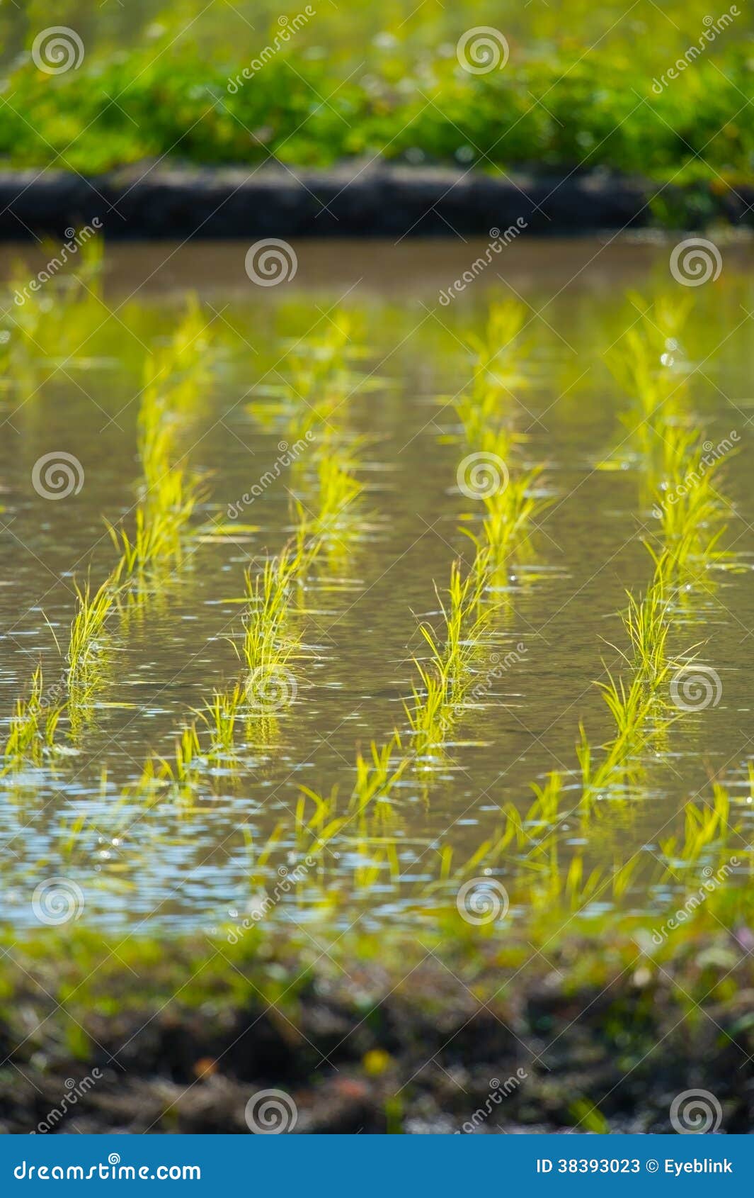 Rice Seedling in the Rice Field Stock Image - Image of plants ...