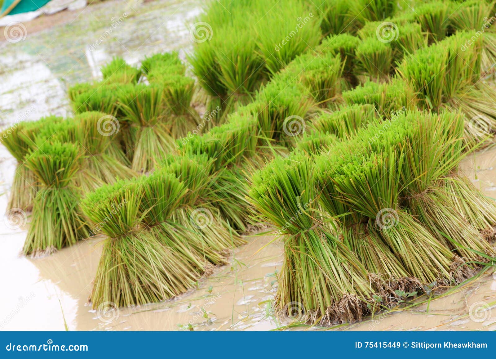 Rice Seedling in Rice Paddy Stock Image - Image of foliage, farmland ...