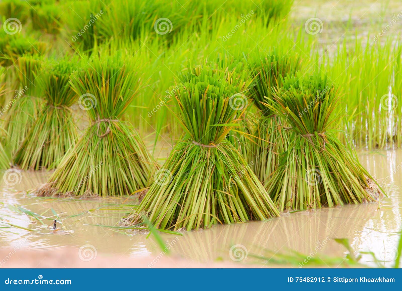 Rice Seedling in Rice Paddy Stock Photo - Image of nature, close: 75482912