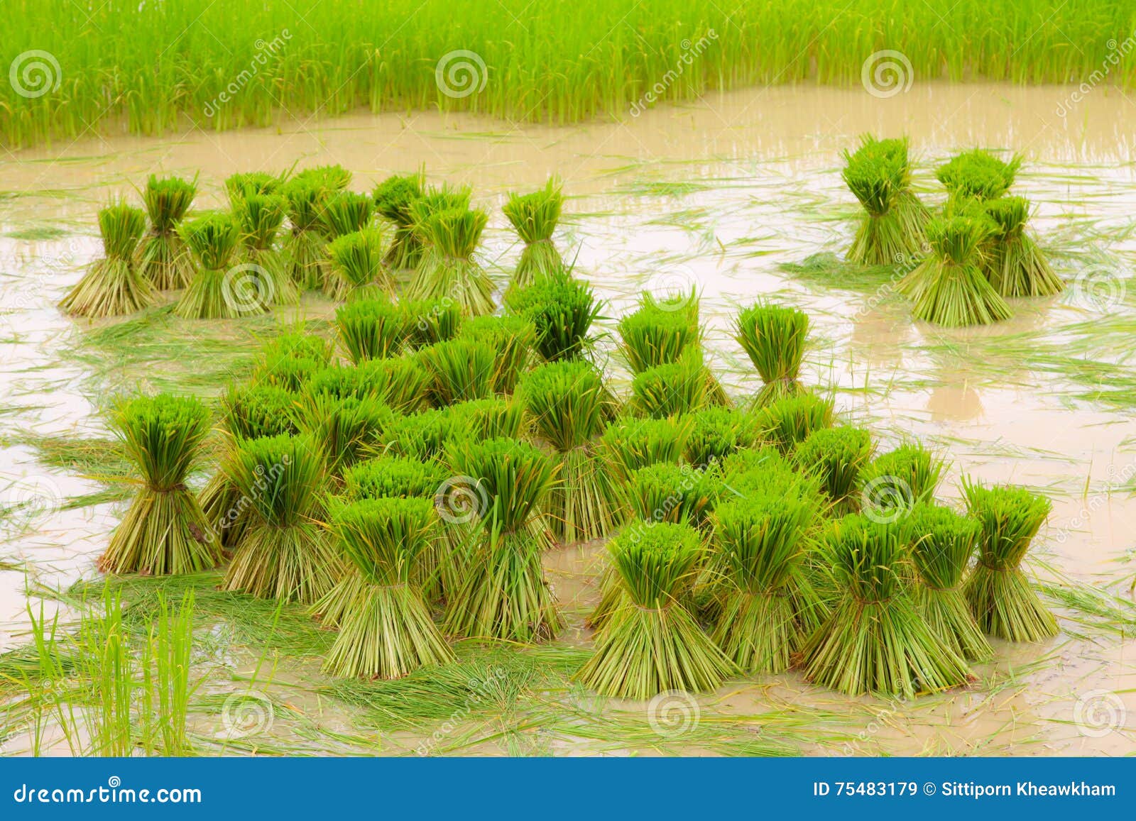 Rice Seedling in Rice Paddy Stock Image - Image of farm, farmland: 75483179