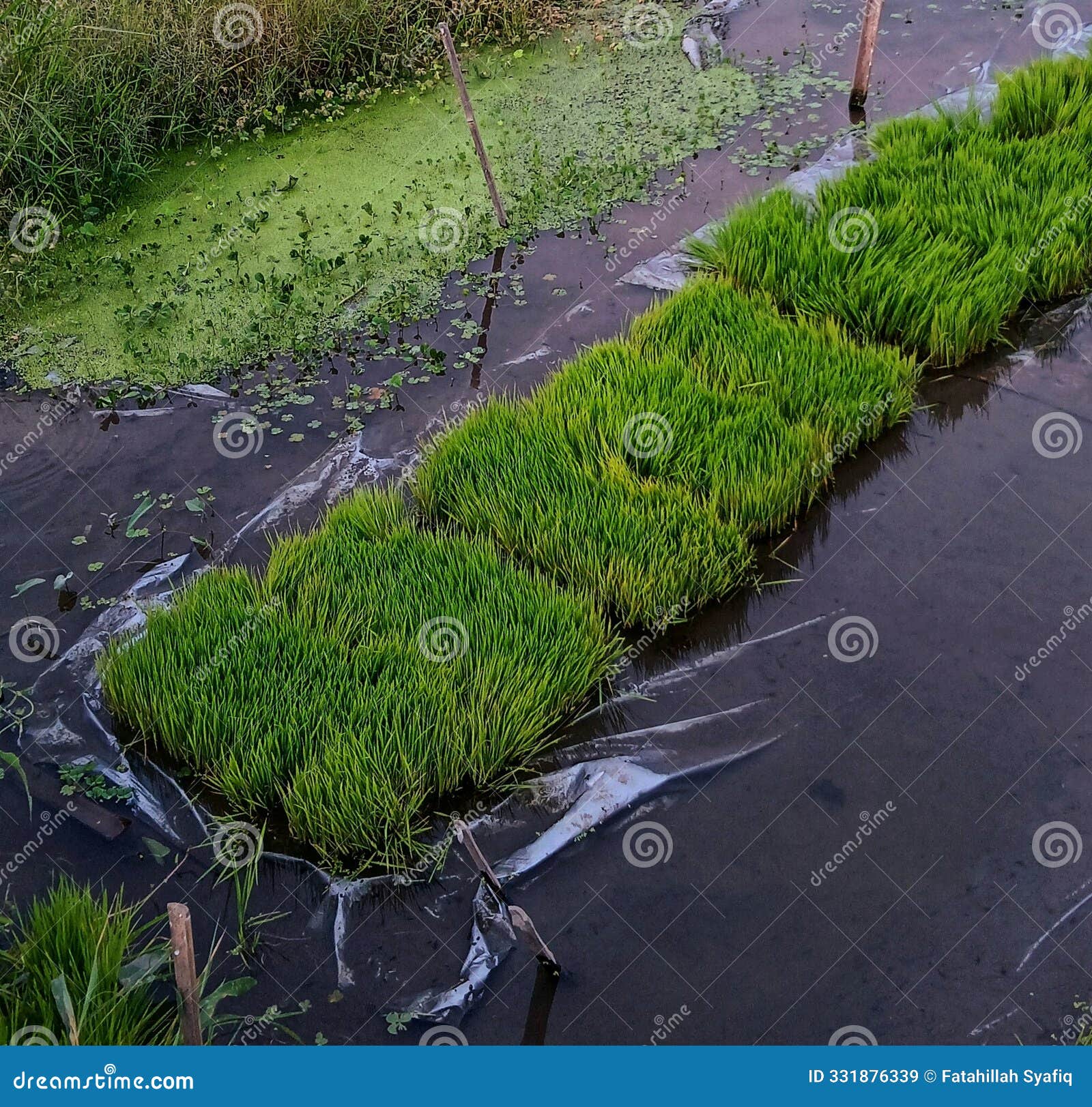 Rice seedling site stock image. Image of agriculture - 331876339