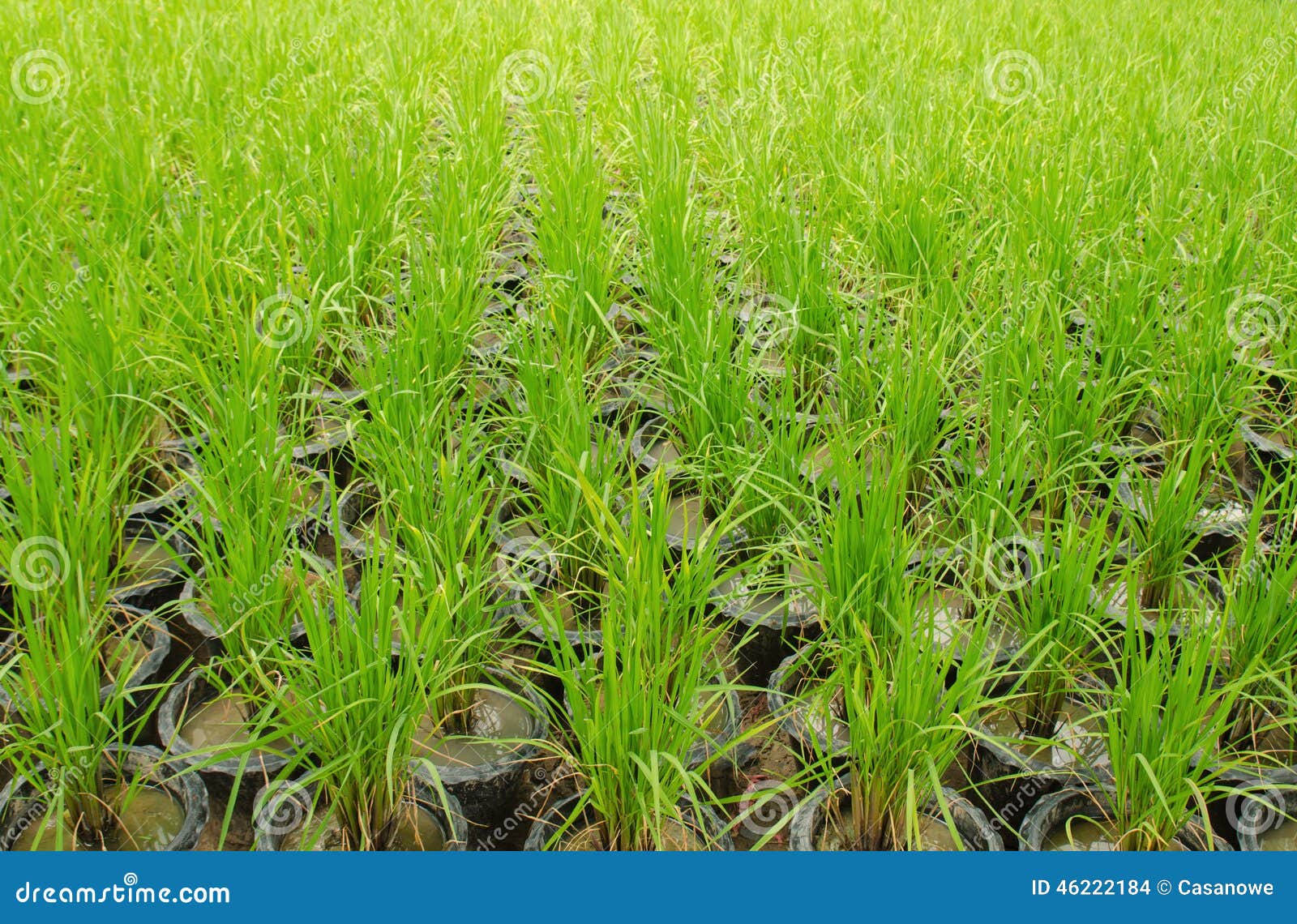 Rice Seedling Test in Plastic Tray Stock Photo - Image of organically ...