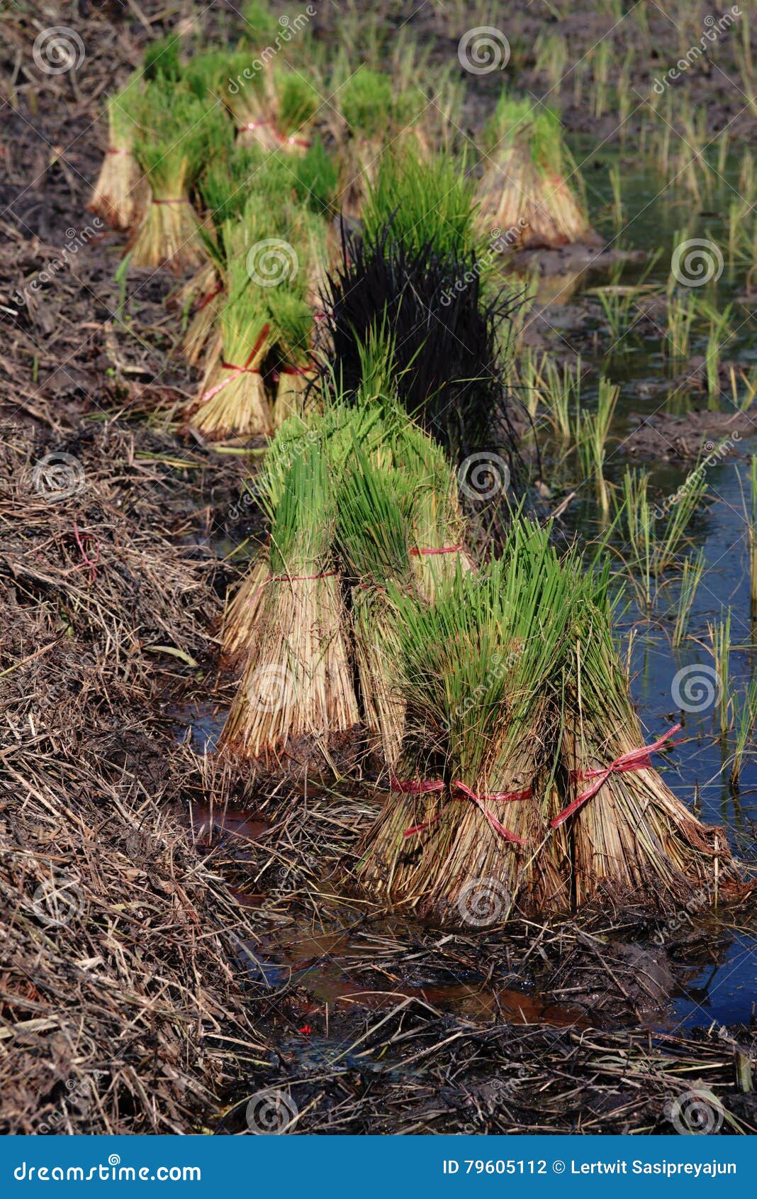 Rice Seedling for Transplant Stock Photo - Image of countryside ...