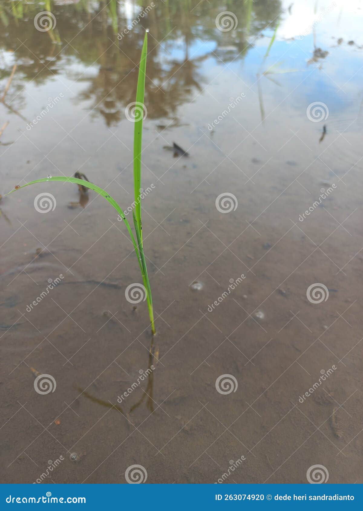 Rice seedling transplanted stock photo. Image of soil - 263074920