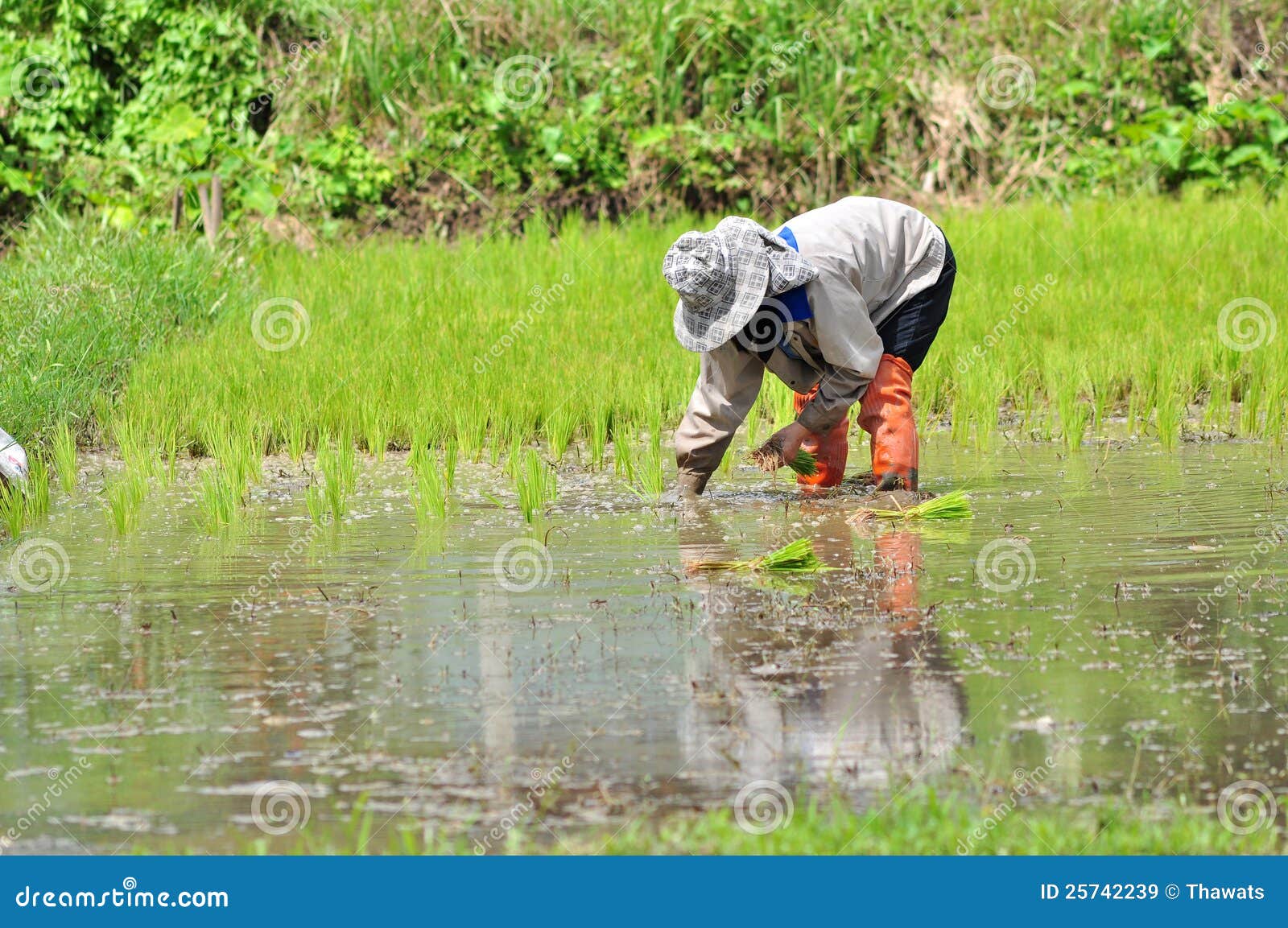 Rice Seedling Transplanting. Stock Image - Image of outdoor, asia: 25742239