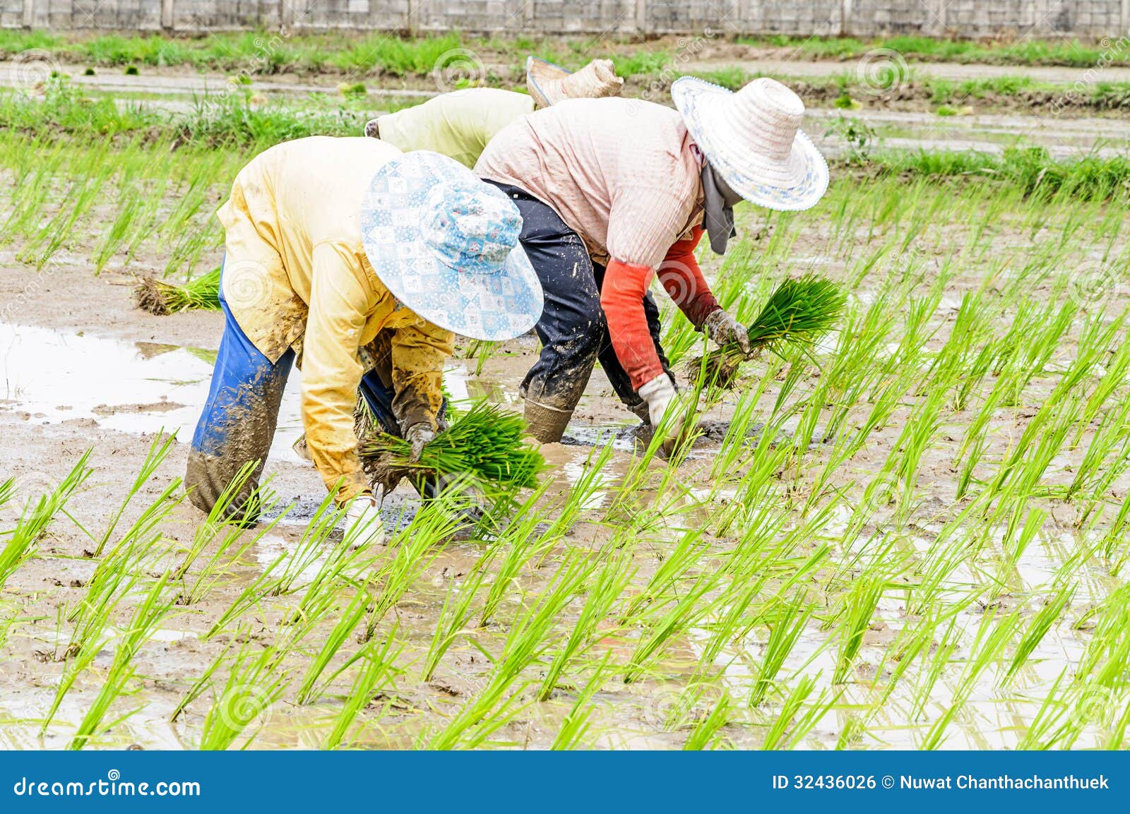 Rice Seedling Transplanting Stock Photo - Image of asia, water: 32436026