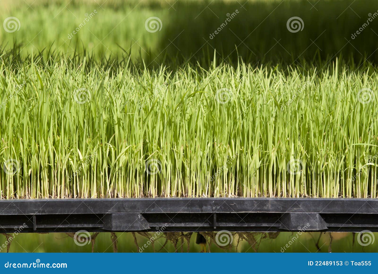 Rice seedling on tray stock image. Image of agricultural - 22489153