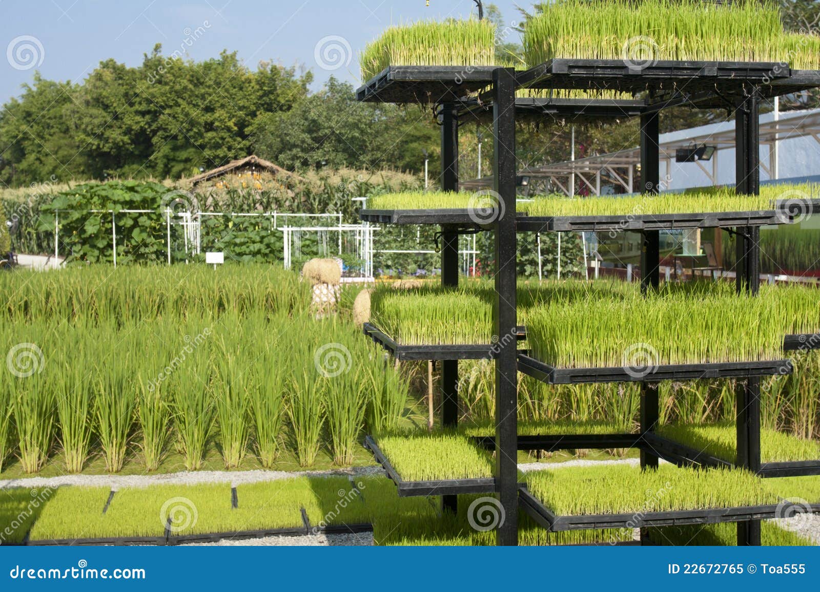 Rice seedling in tray stock image. Image of paddy, agricultural - 22672765