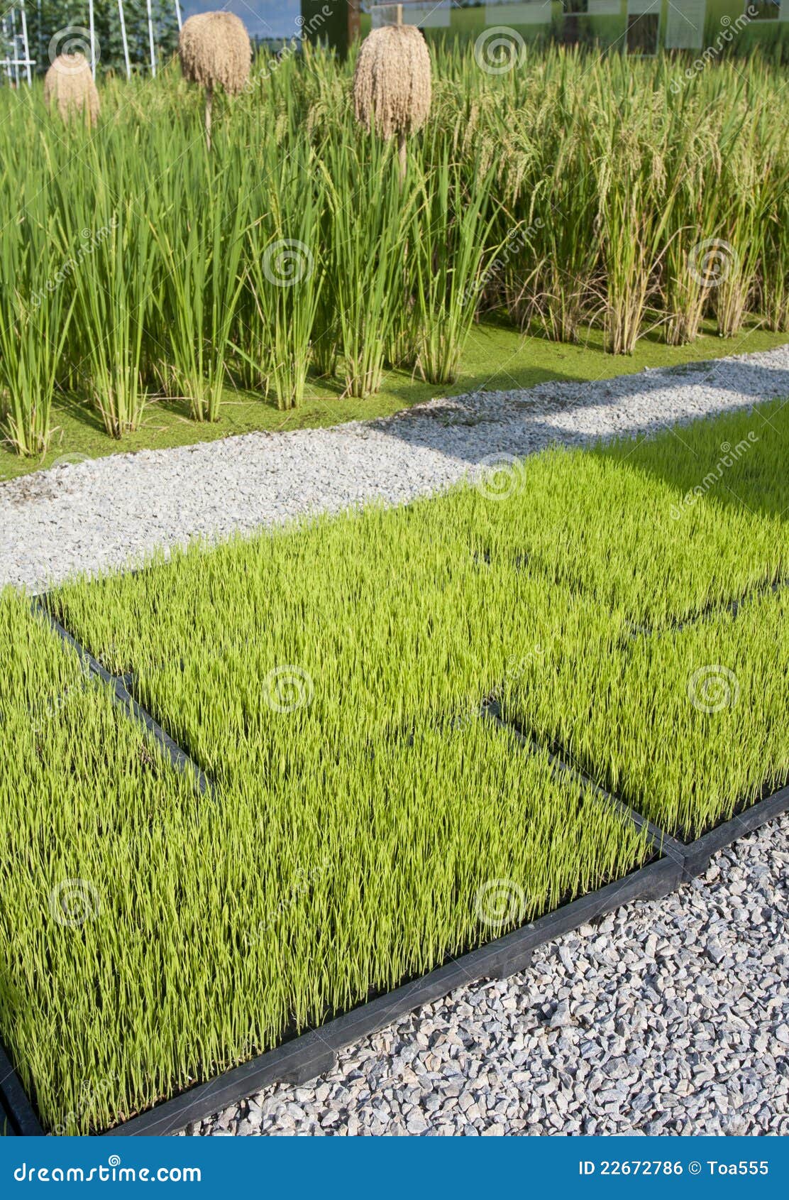 Rice Seedling Tray Stock Photos - Download 110 Royalty Free Photos