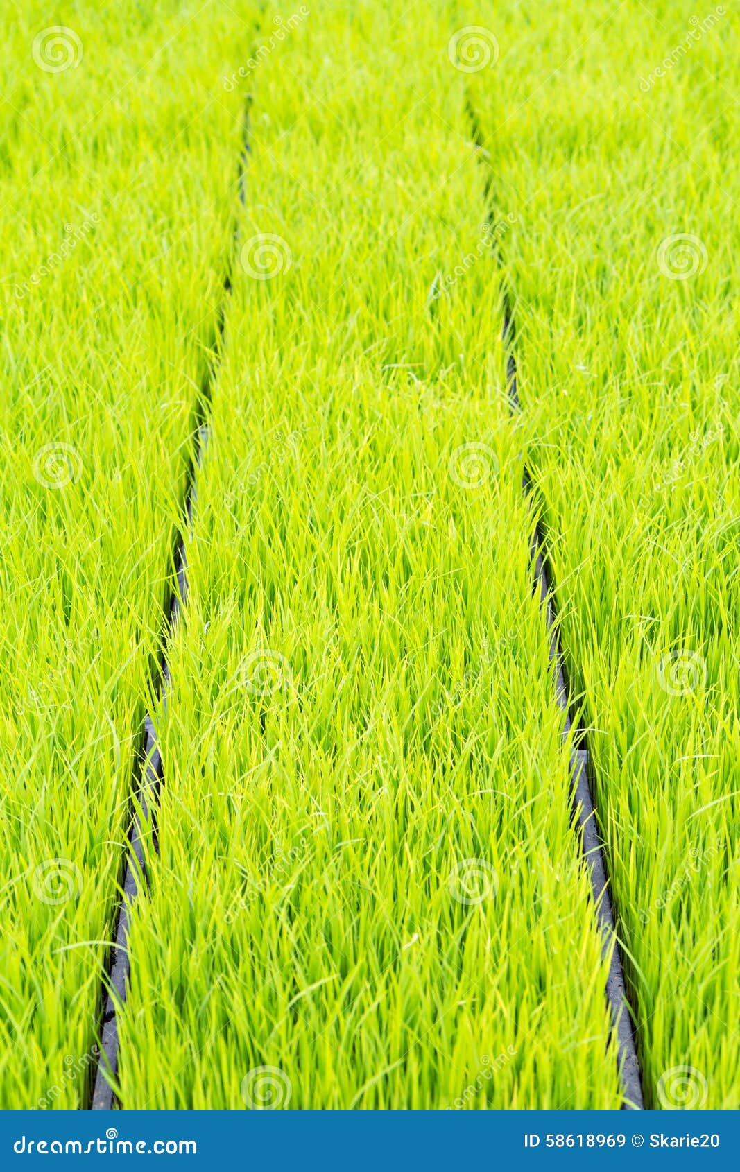 Rice seedling stock image. Image of lush, nature, farmland - 58618969