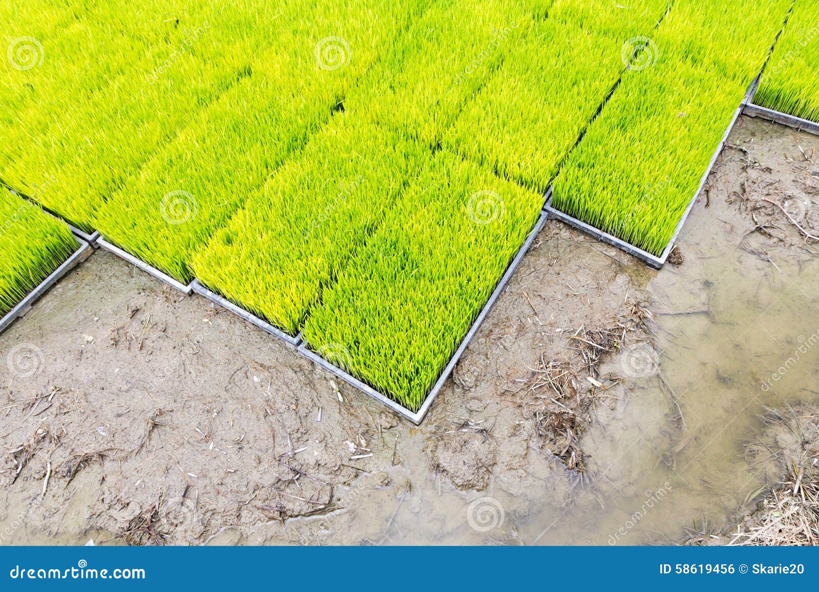 Rice seedling stock photo. Image of lush, cultivation - 58619456