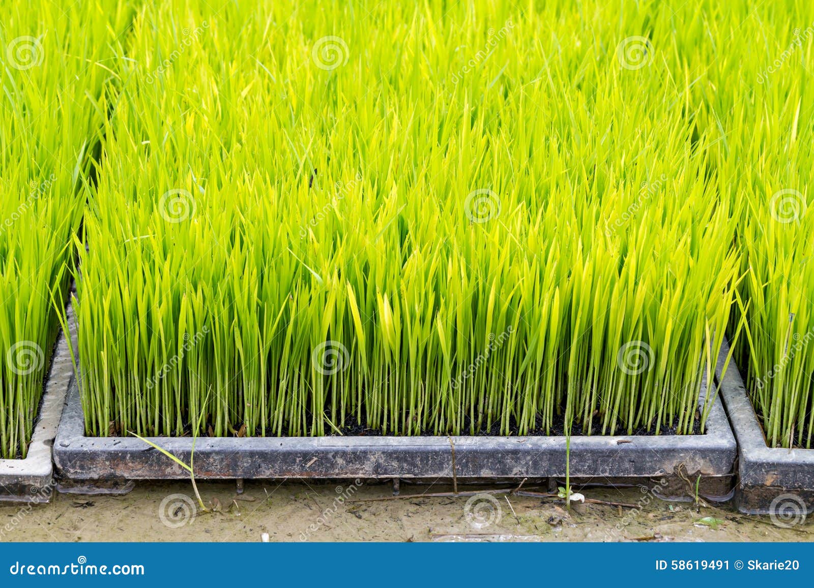 Rice Seedling Stock Image | CartoonDealer.com #58619491