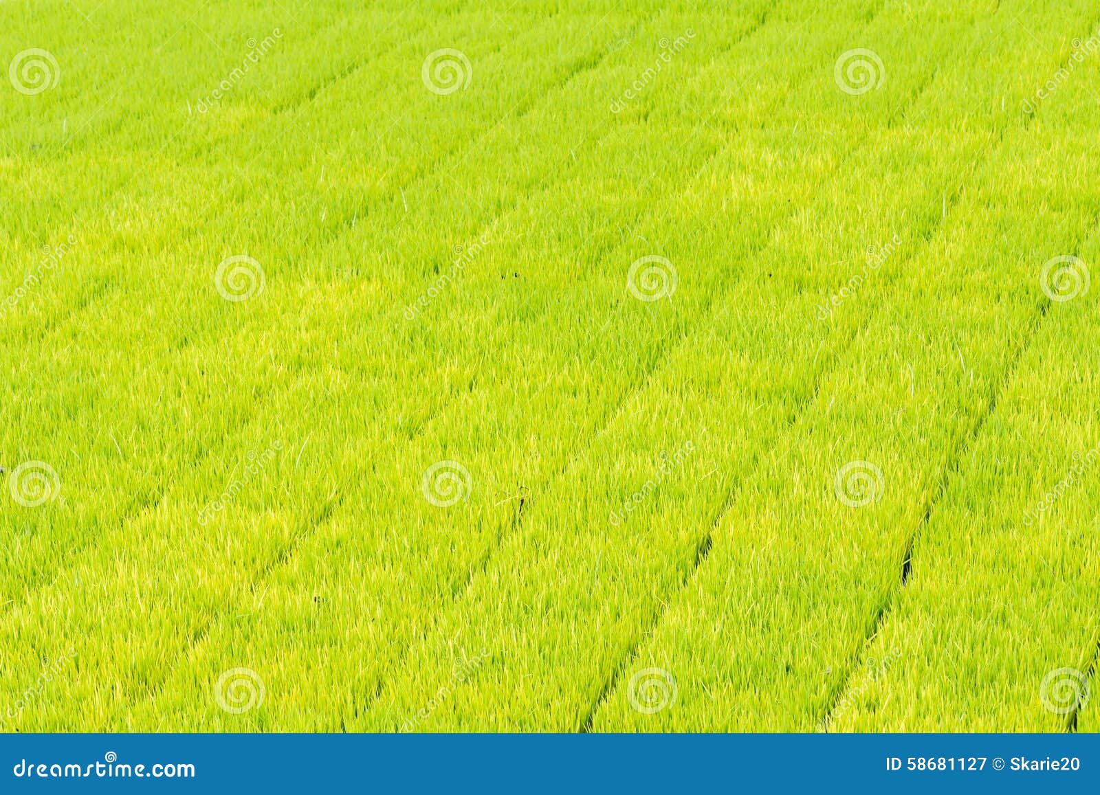 Rice seedling stock image. Image of field, foliage, organic - 58681127
