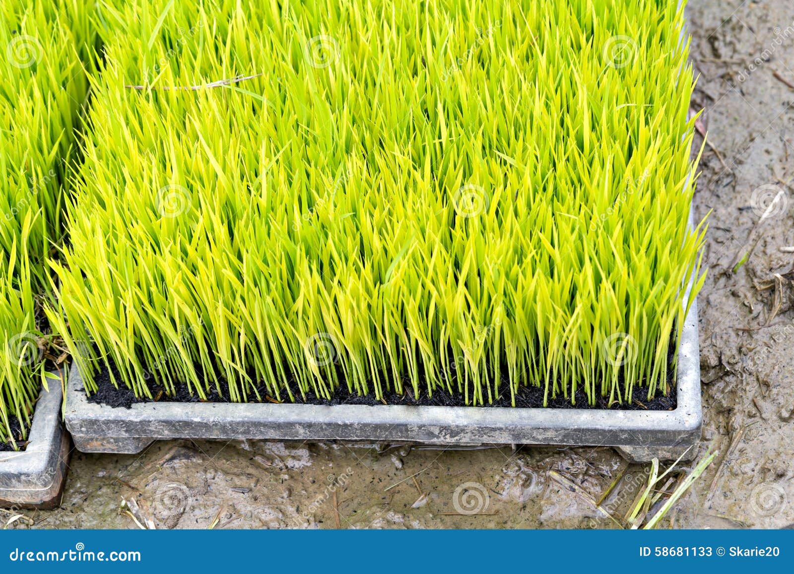 Rice seedling stock image. Image of countryside, outdoor - 58681133