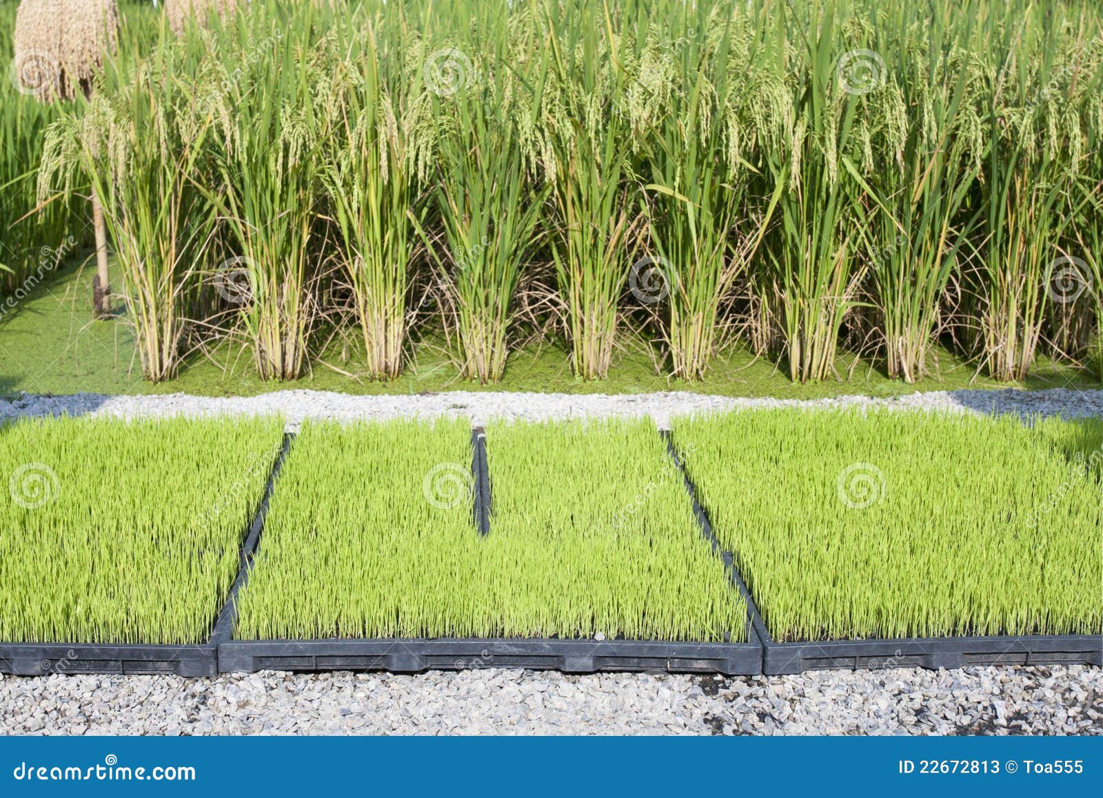 Rice Seedling in Tray and Plants Stock Image - Image of farm, farmland ...