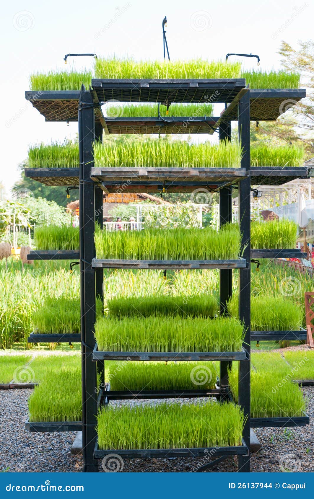 Rice Seedling in Tray on Shelf Stock Photo - Image of agriculture ...