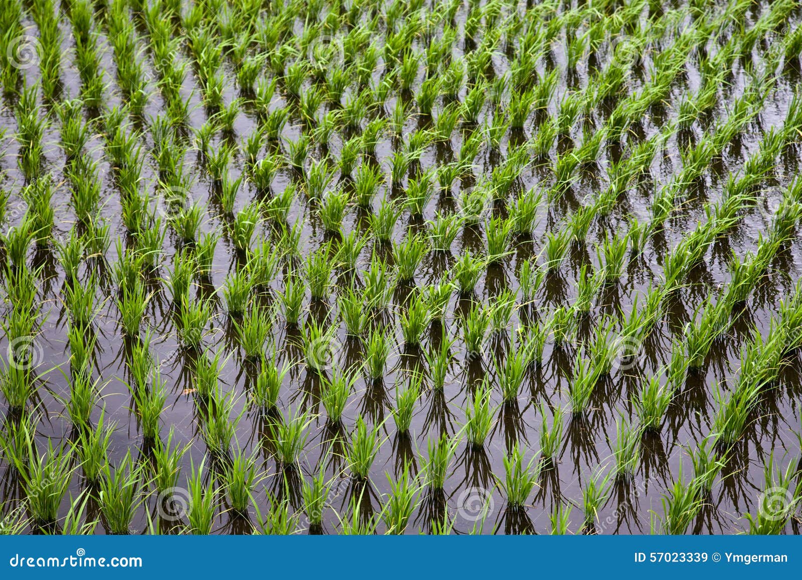 Rice seedling stock image. Image of cultivate, grain - 57023339