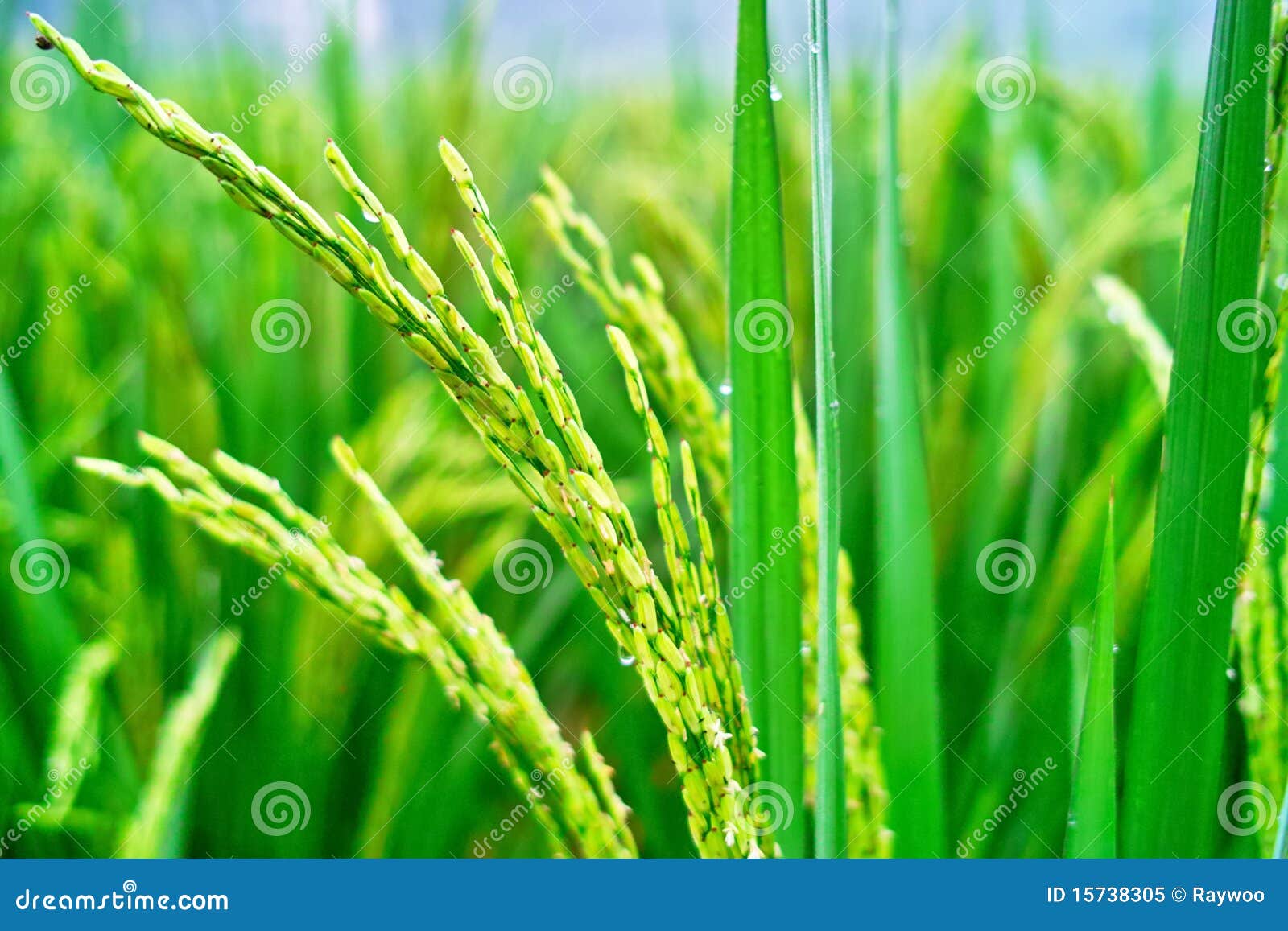 Rice seedlings stock image. Image of cultivation, macro - 15738305