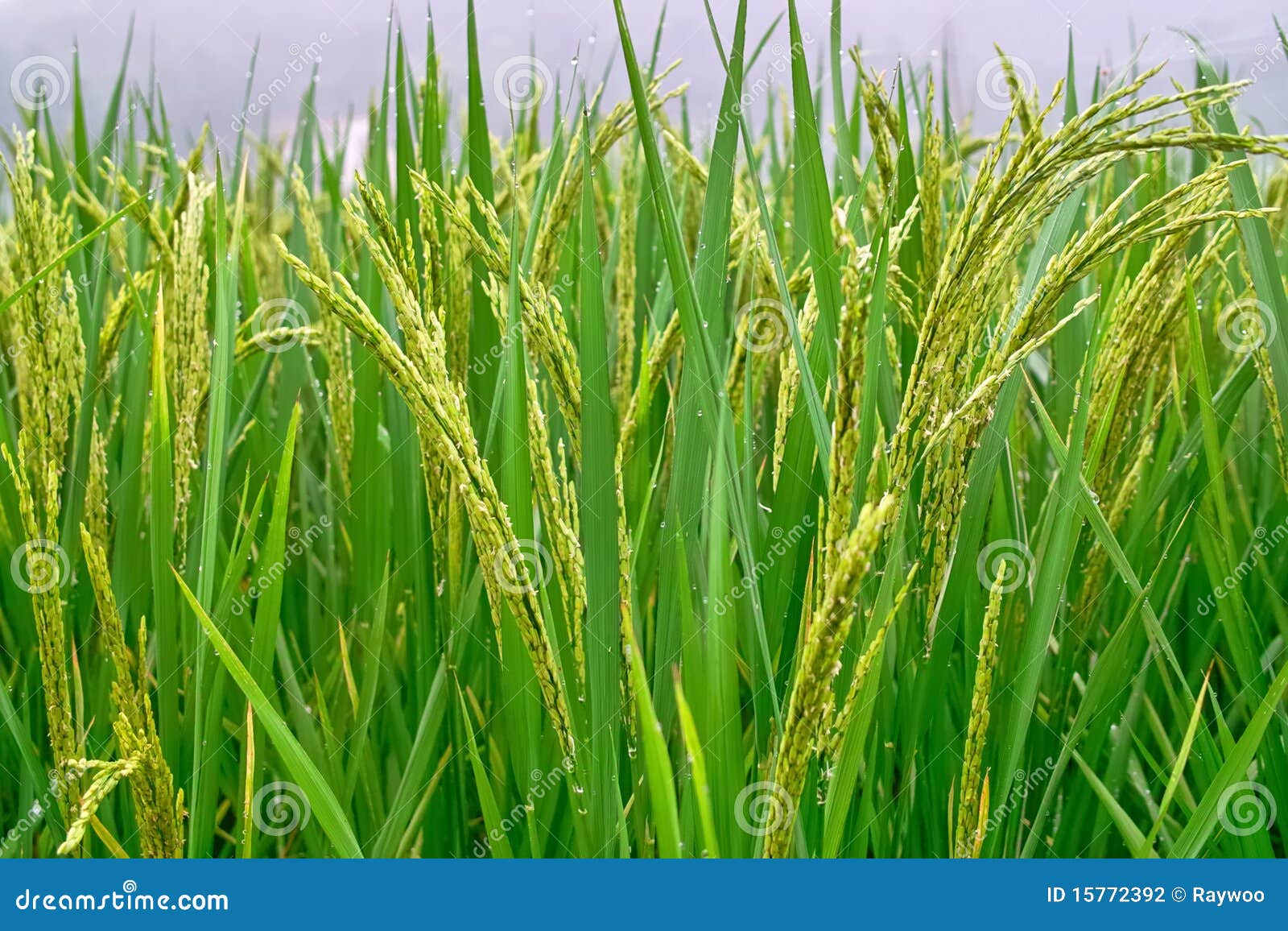 Rice seedlings stock photo. Image of grow, millet, countryside - 15772392