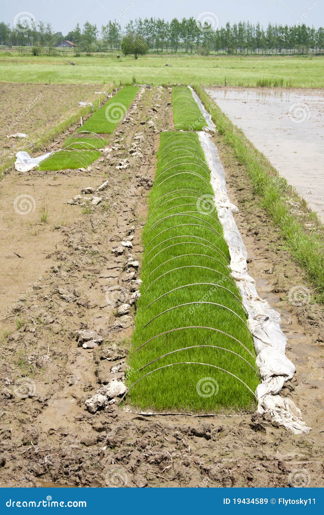 Rice seedlings stock image. Image of cultivated, arable - 19434589