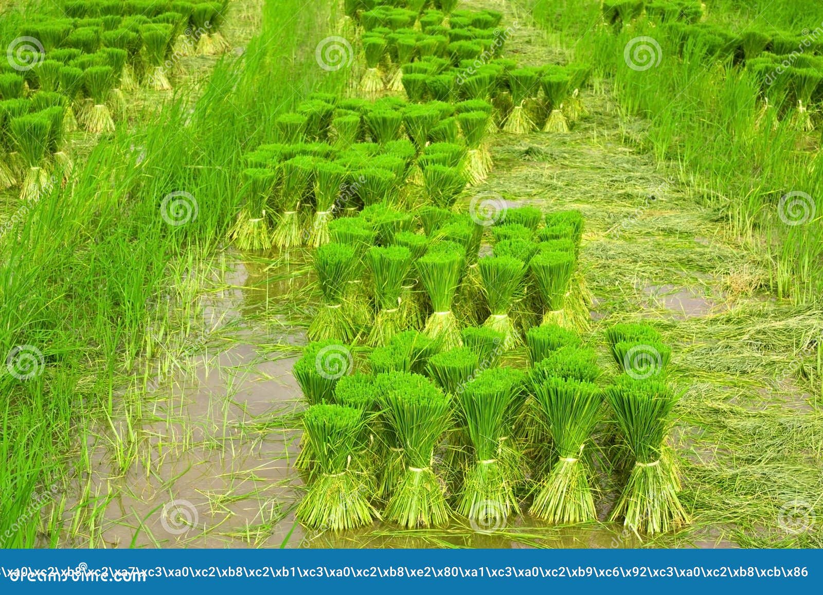 Rice seedlings. stock image. Image of summer, organic - 20516137