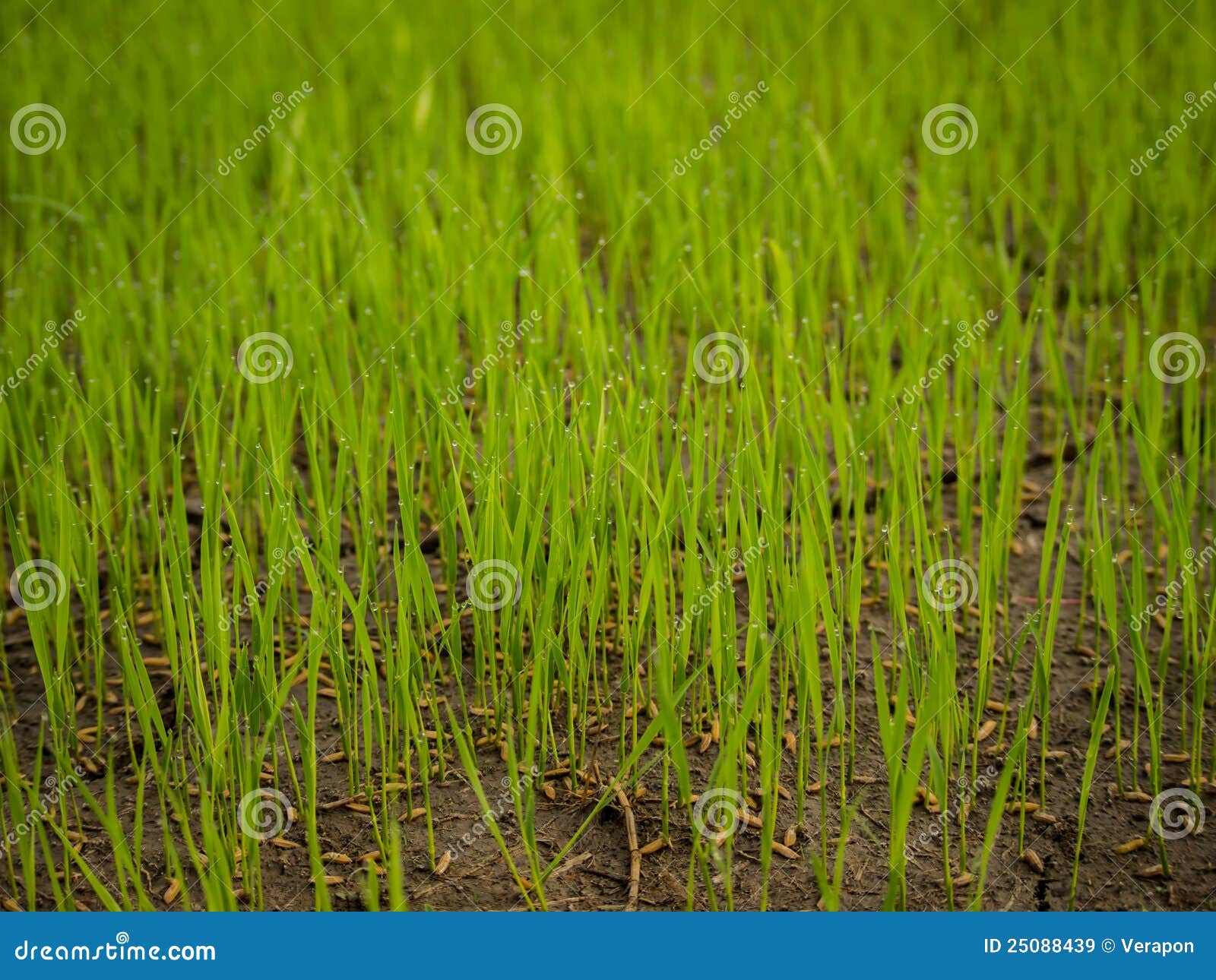 Rice seedlings stock image. Image of country, field, life - 25088439