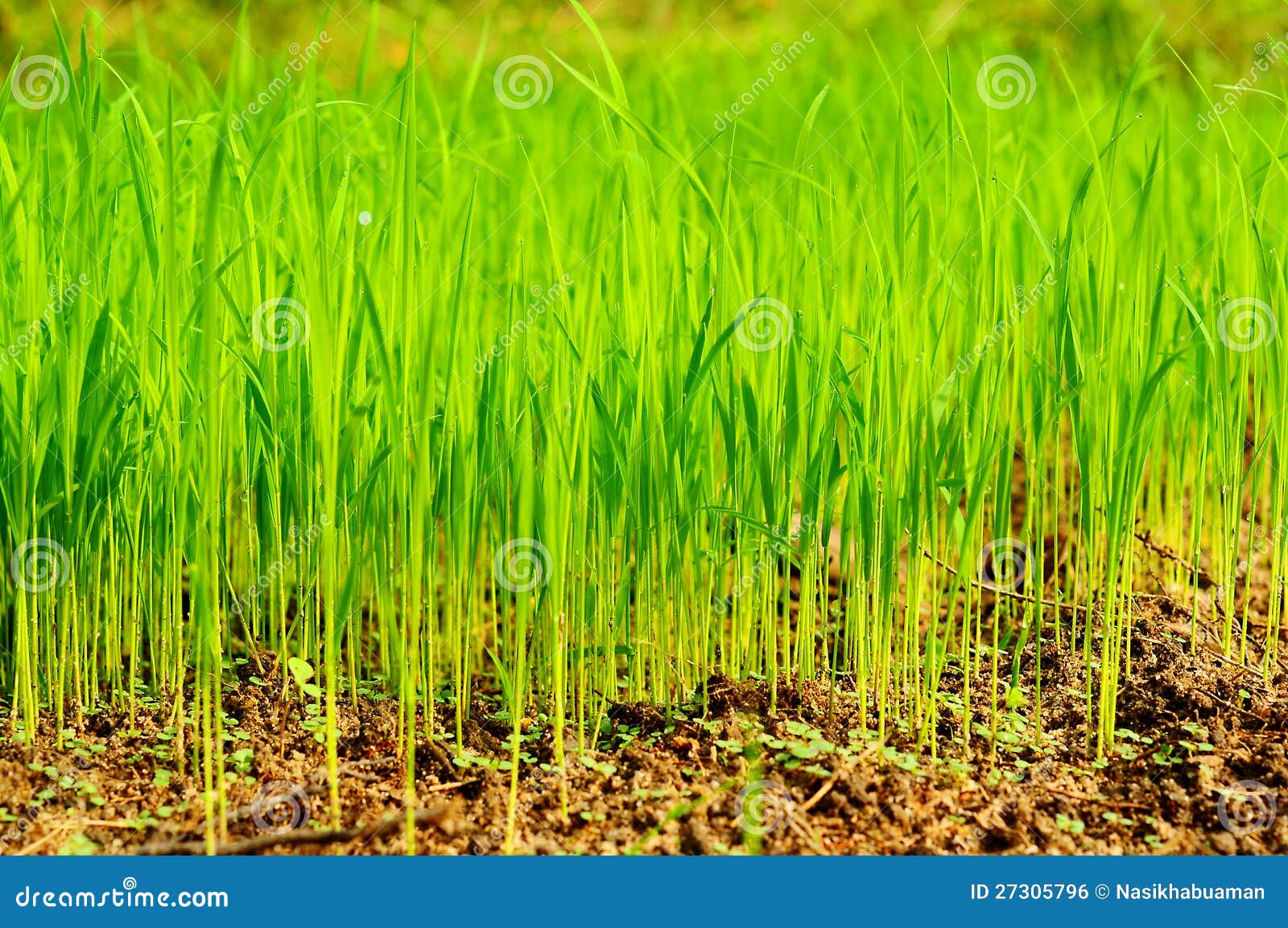 Rice seedlings stock photo. Image of ecosystem, asia - 27305796